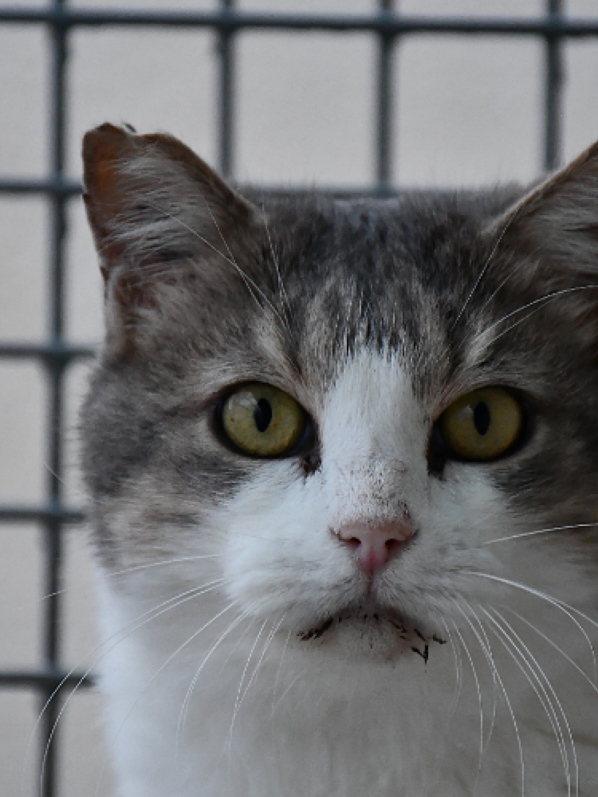Coca - Européen à adopter à Perpignan (66) - Animaux.fr