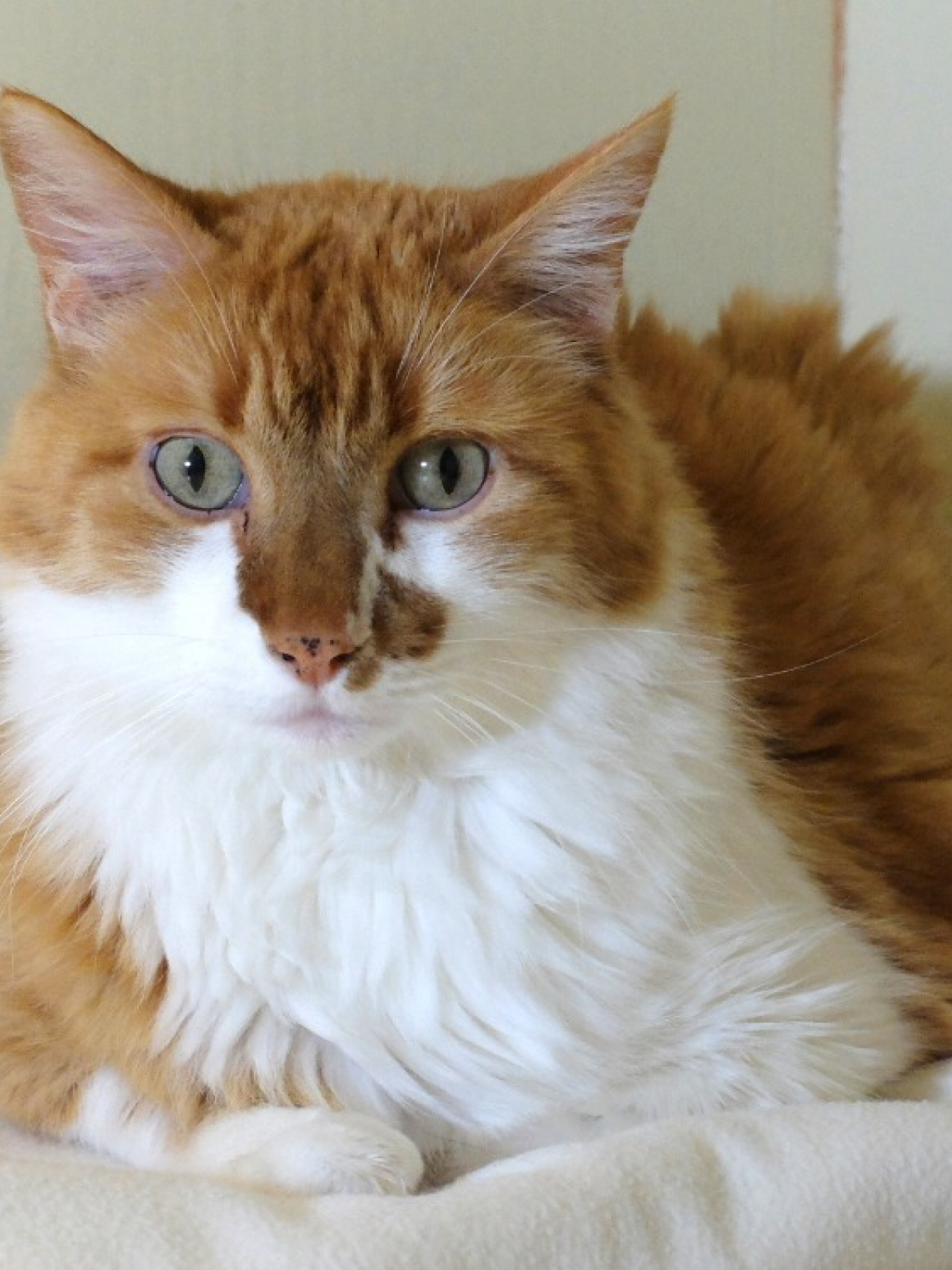 Bouba - Européen à adopter à Plaisir (78) - Animaux.fr