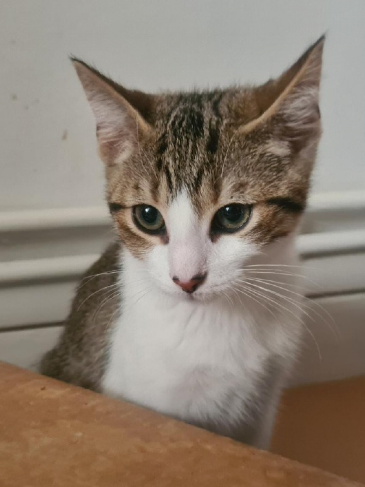 Cosquer - Européen à adopter à Rennes (35) - Animaux.fr