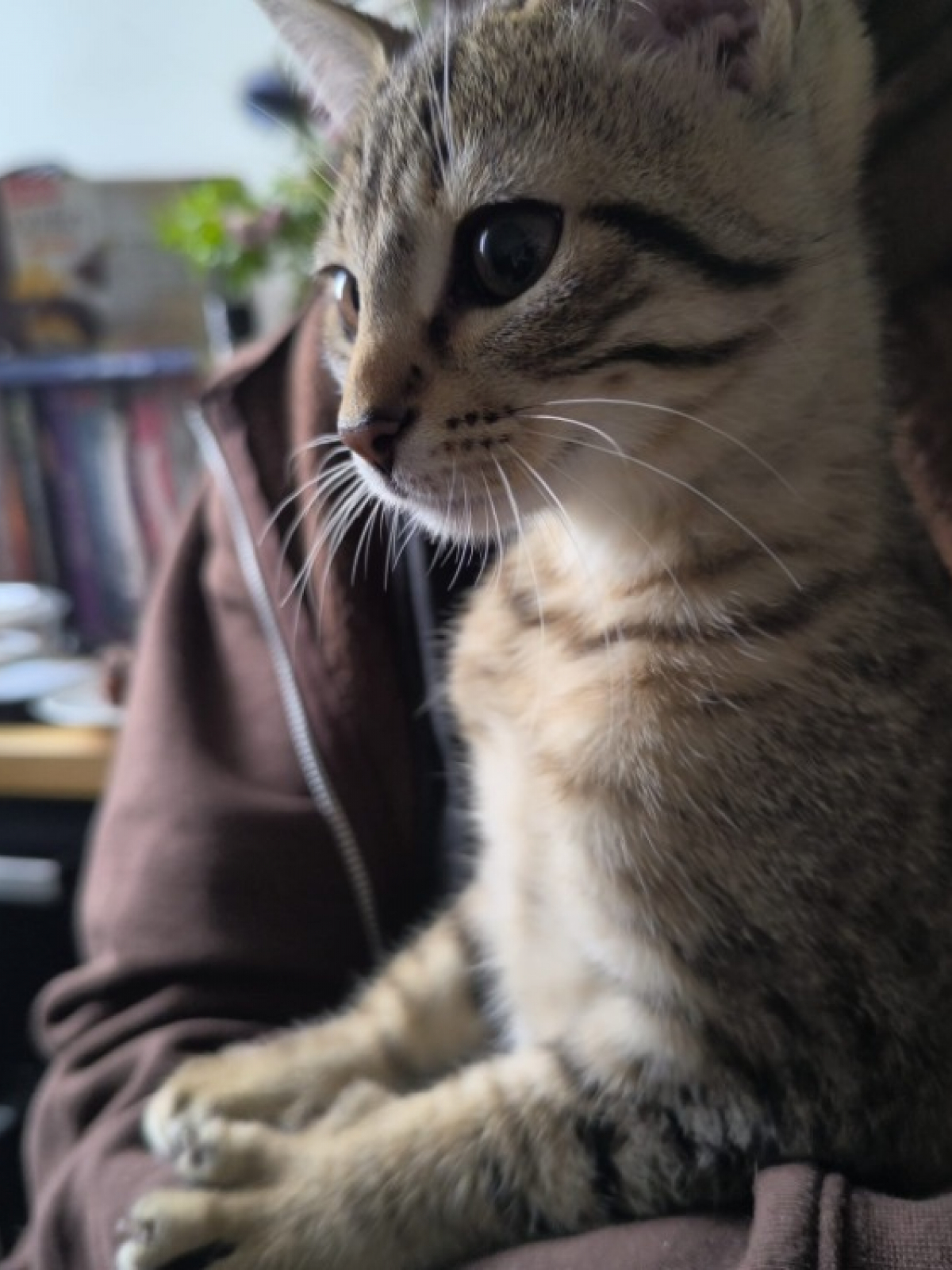 Azil - Européen à adopter à Rennes (35) - Animaux.fr