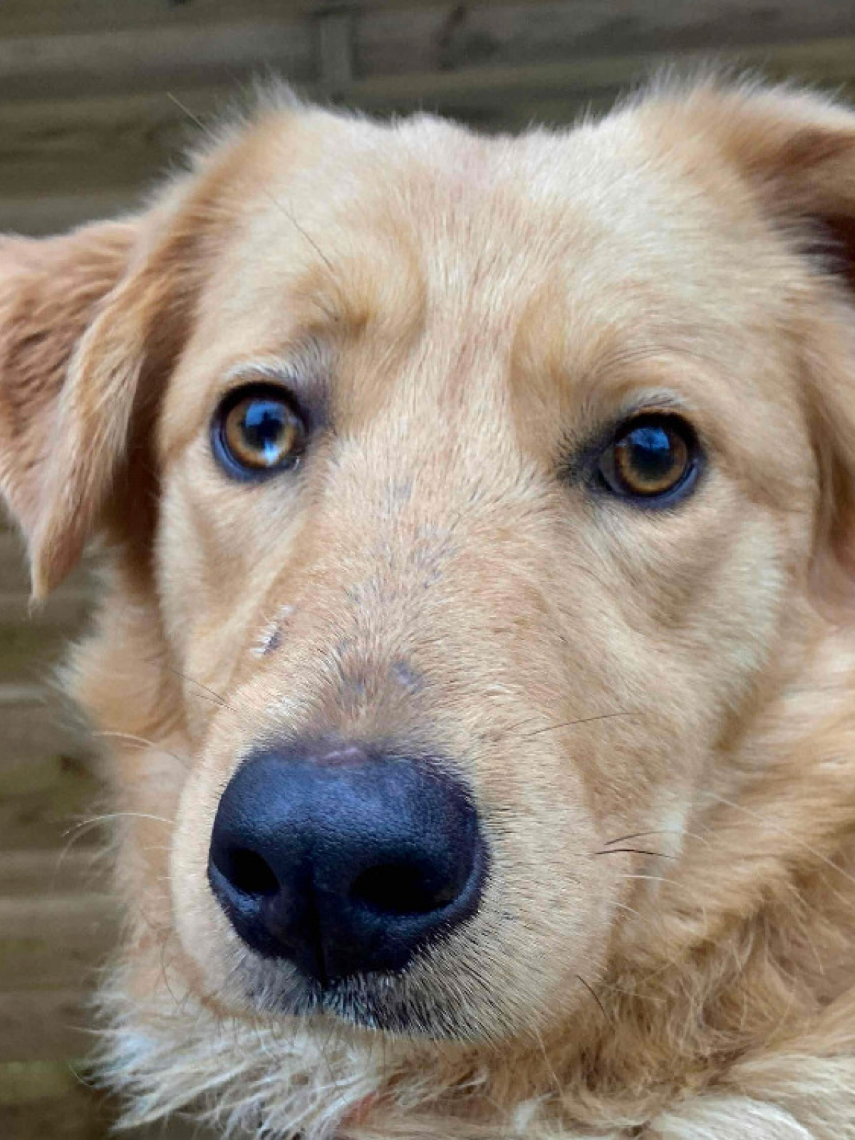 Kody réservé - Chien à adopter à La Roche-sur-Yon (85) - Animaux.fr