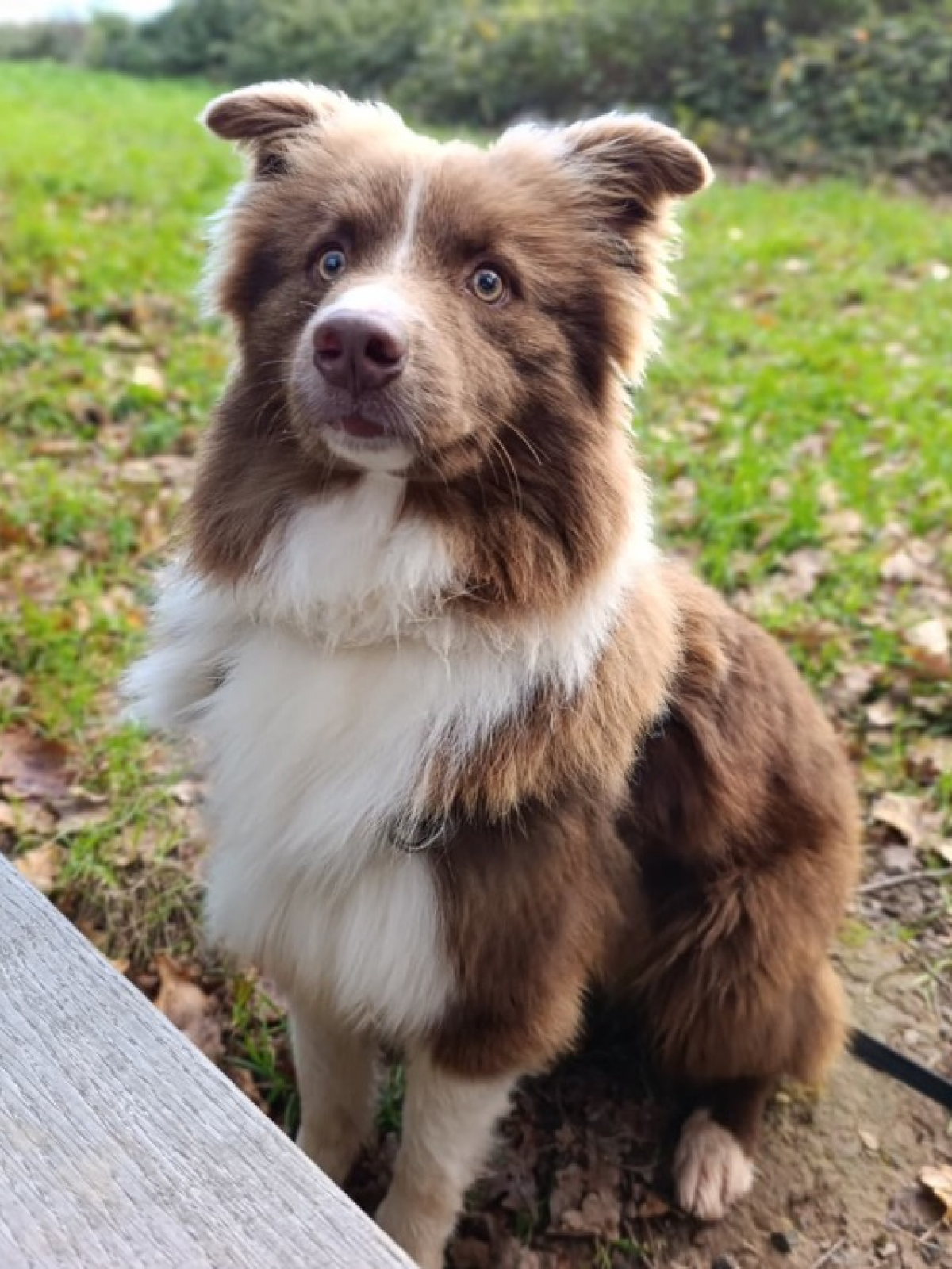 Chocobon - Chien à adopter à Les Sables-d'Olonne (85) - Animaux.fr