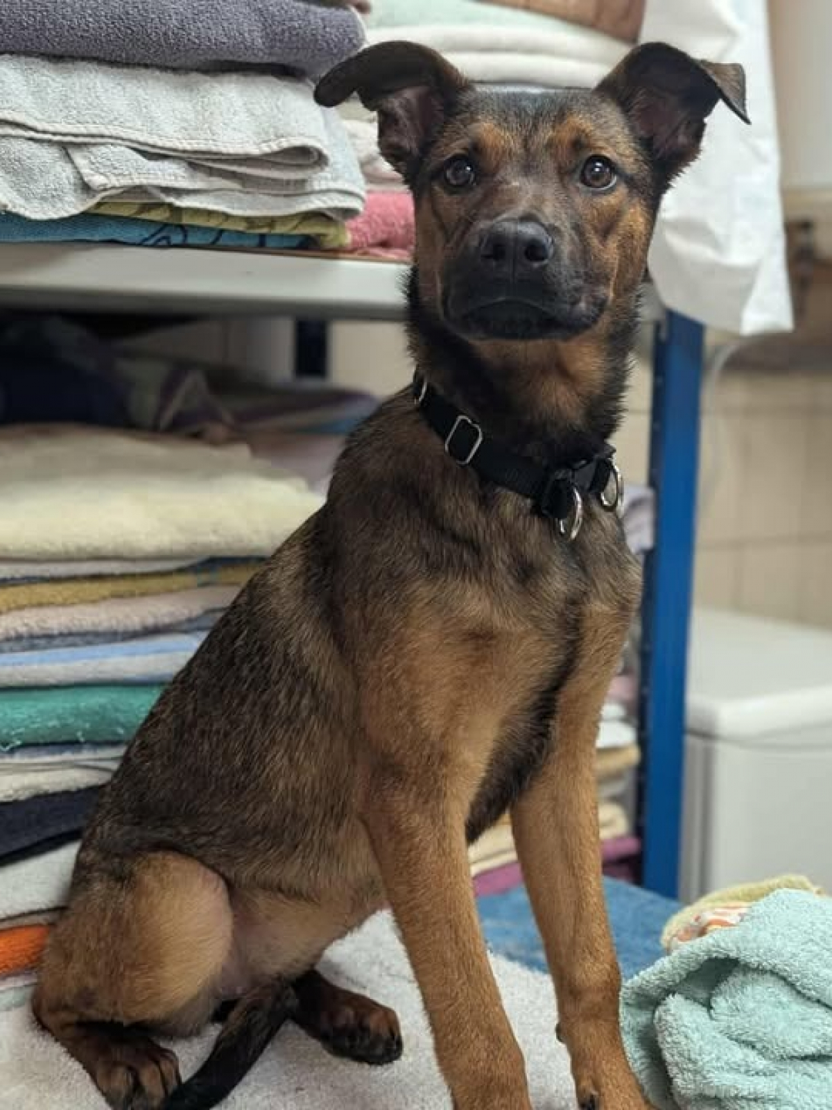 Elf - Chien à adopter à Poulainville (80) - Animaux.fr