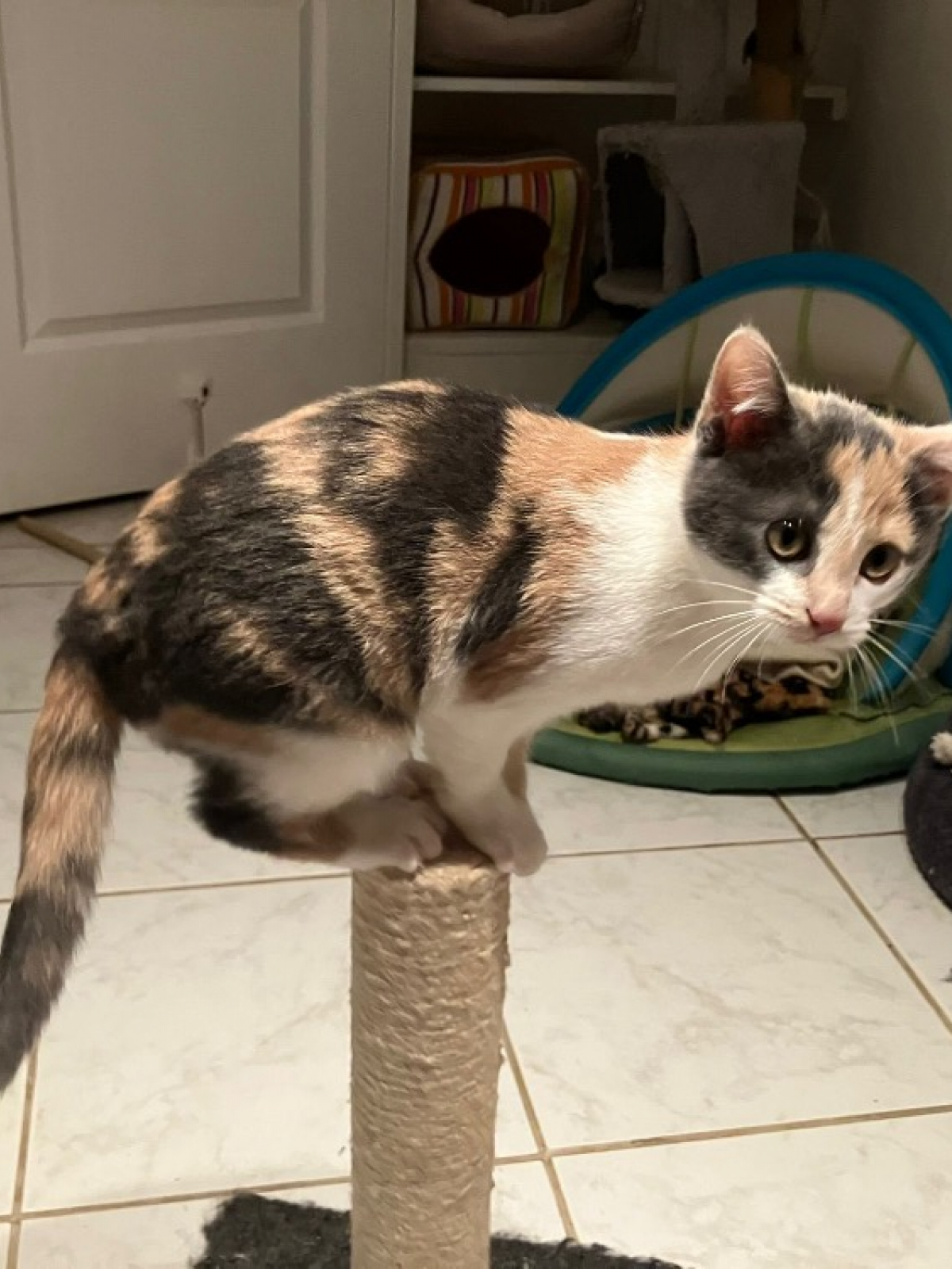Mandy - Européen à adopter à Les Sables-d'Olonne (85) - Animaux.fr