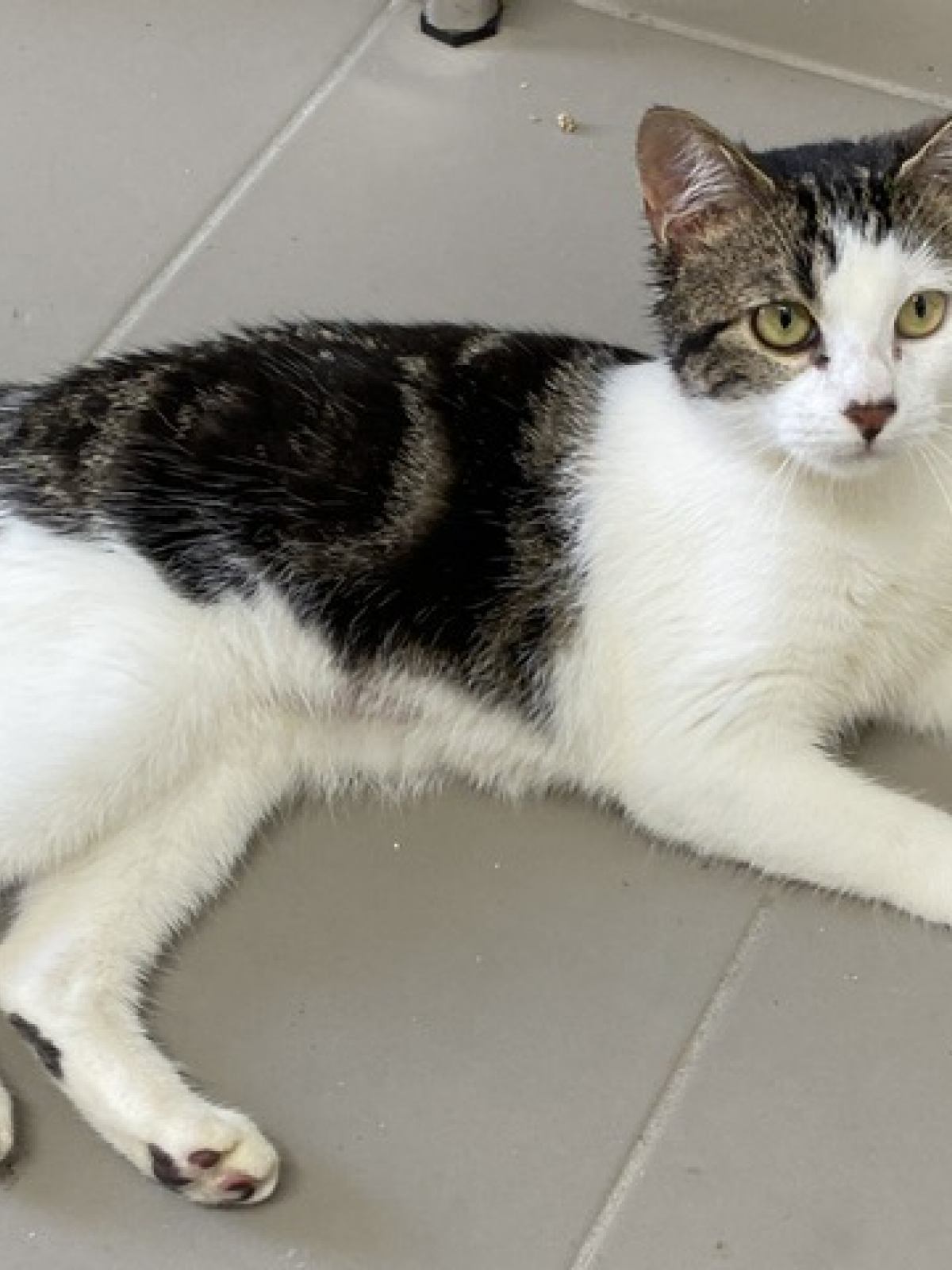 Bedaine - Européen à adopter à Torreilles (66) - Animaux.fr