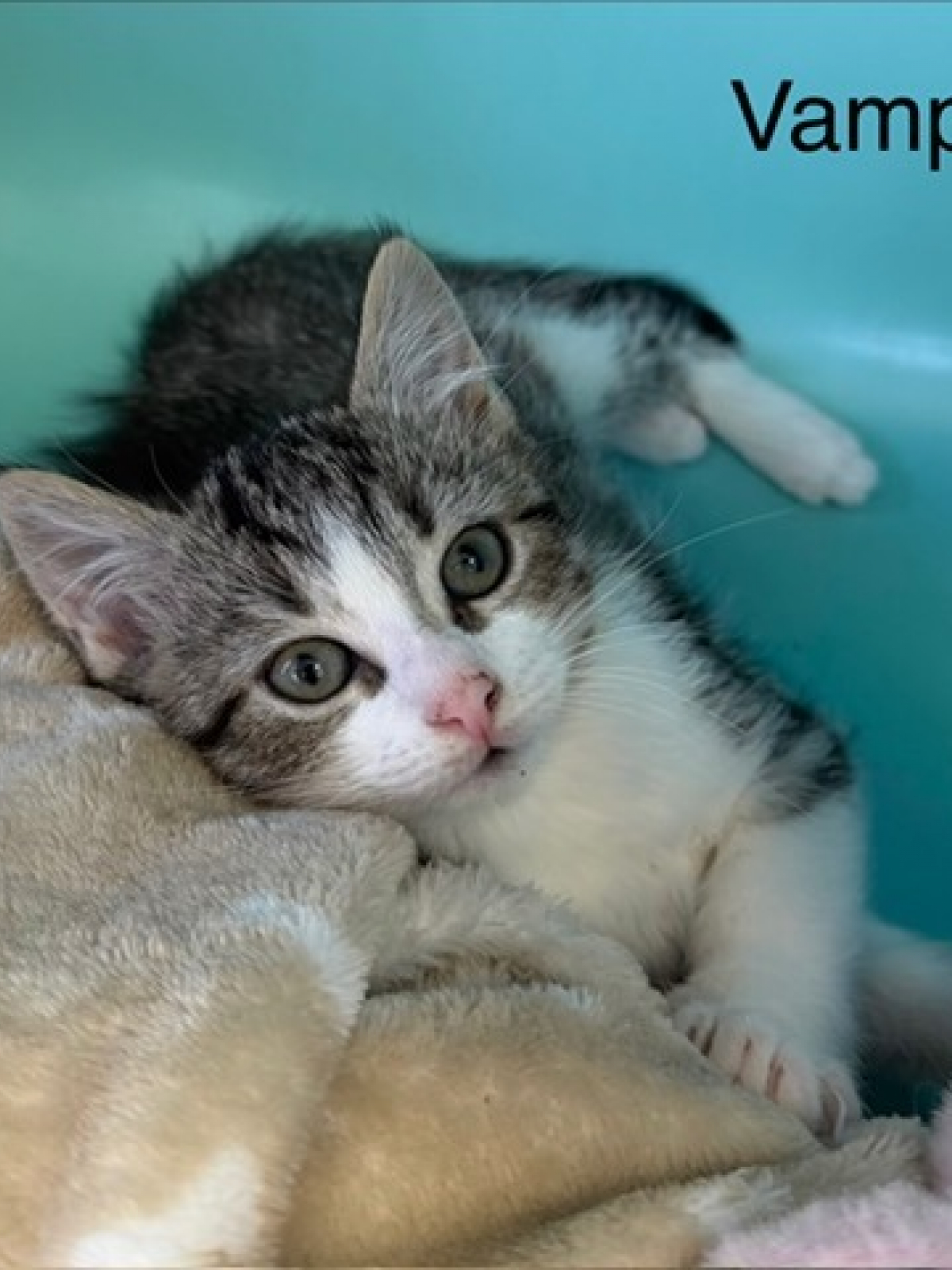 Vampy - Européen à adopter à Poulainville (80) - Animaux.fr