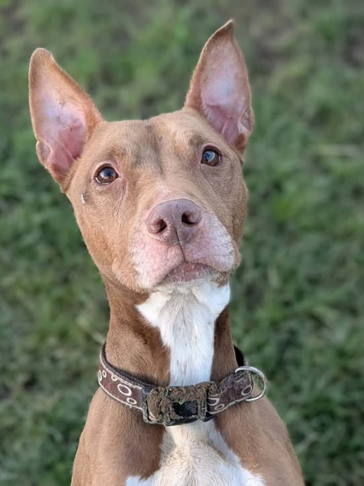 Ariel - Chien à adopter à Poulainville (80) - Animaux.fr