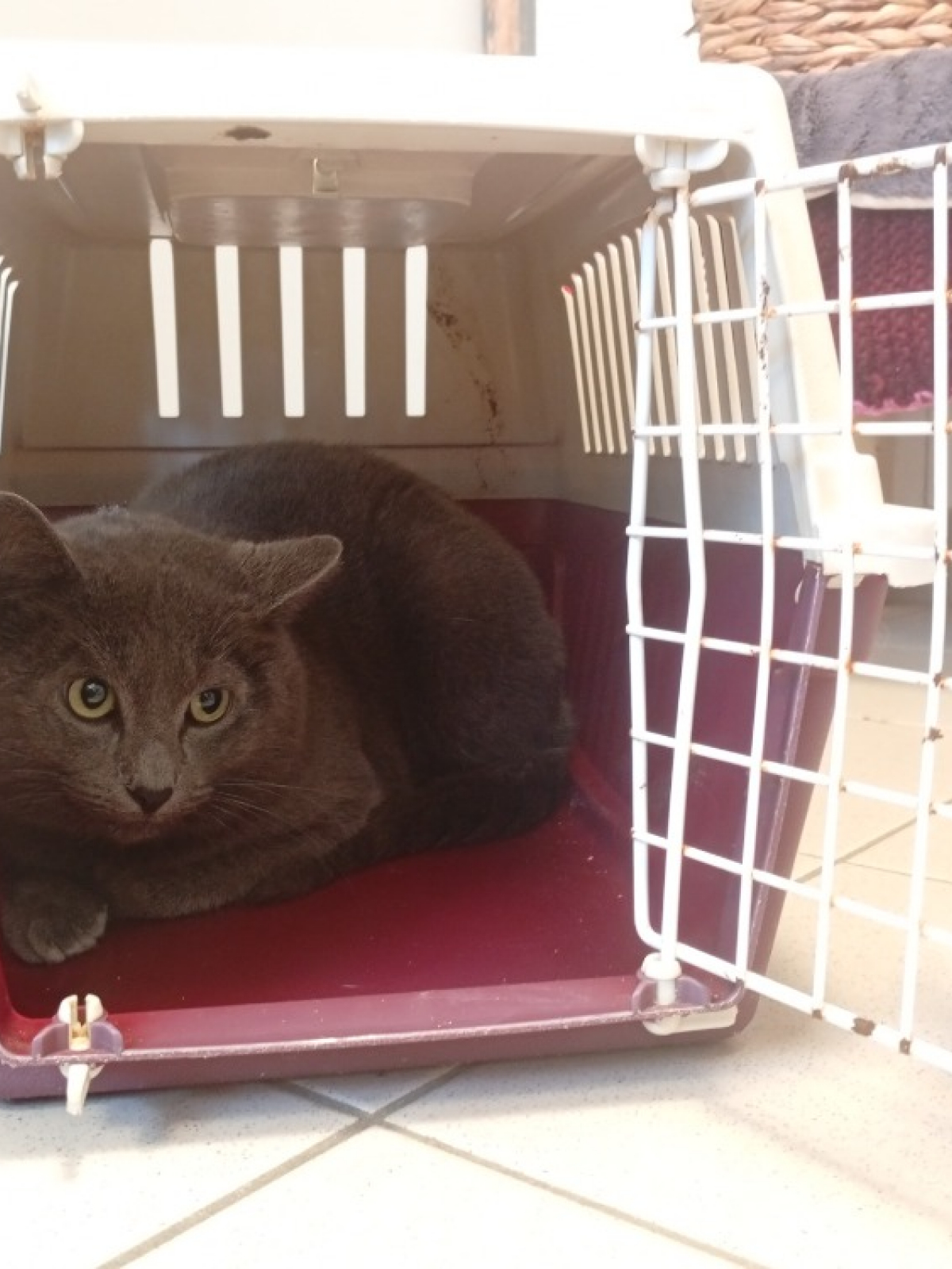 Tuan - Européen à adopter à Rennes (35) - Animaux.fr