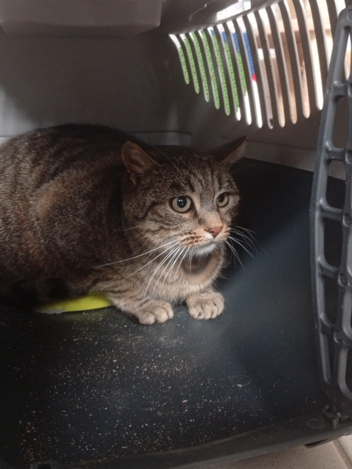Chalky - Européen à adopter à Rennes (35) - Animaux.fr