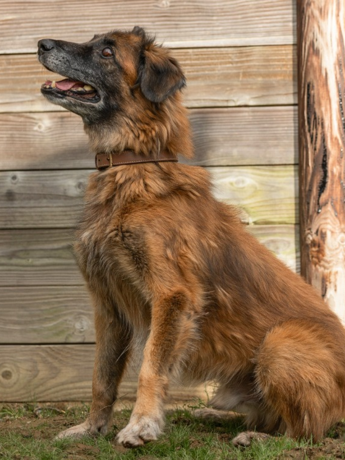 Skai - Berger Belge Malinois à adopter à Rennes (35) - Animaux.fr