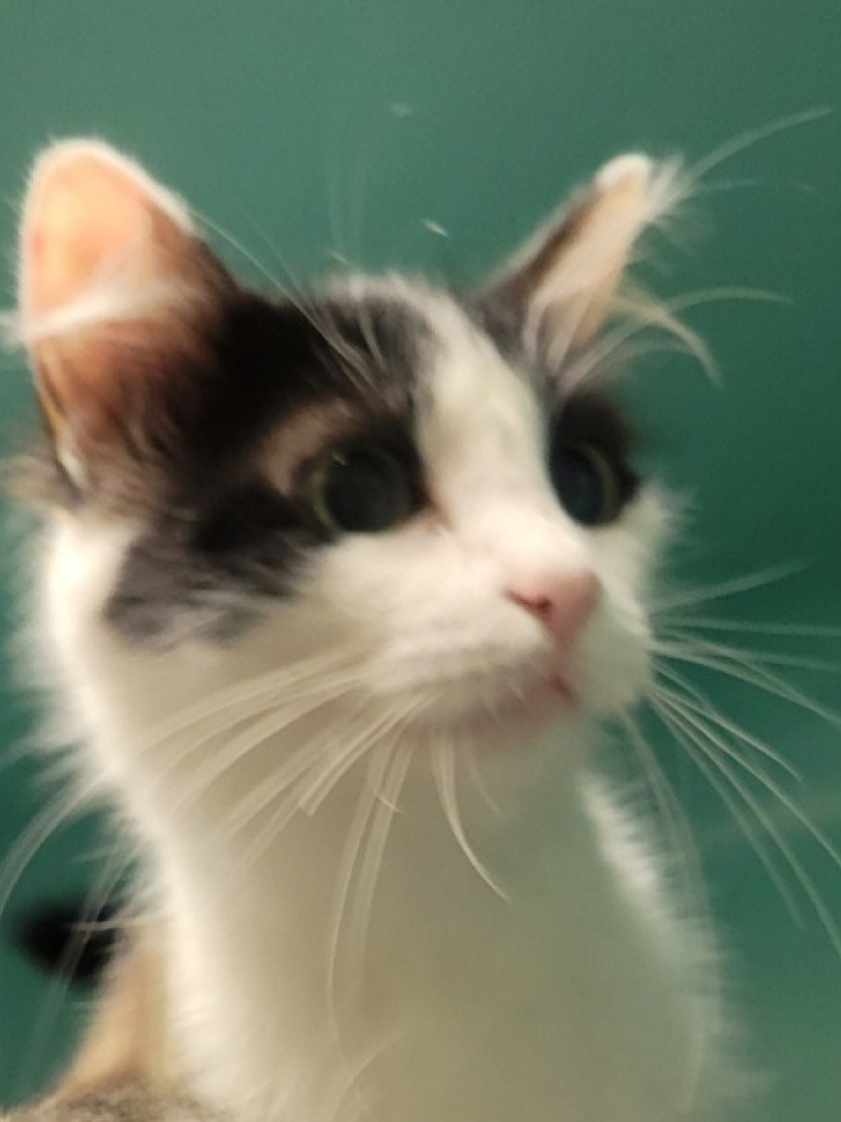 Youta - Européen à adopter à Le Garric (81) - Animaux.fr