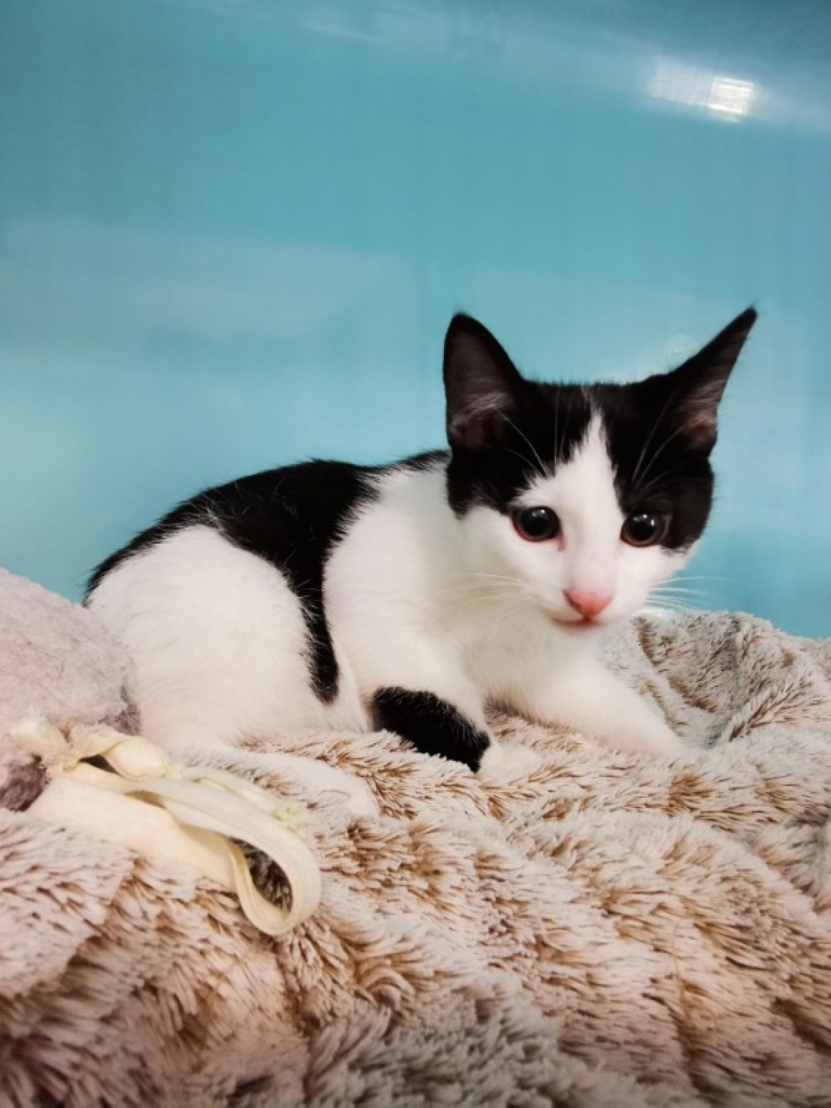 Simba - Européen à adopter à Perpignan (66) - Animaux.fr