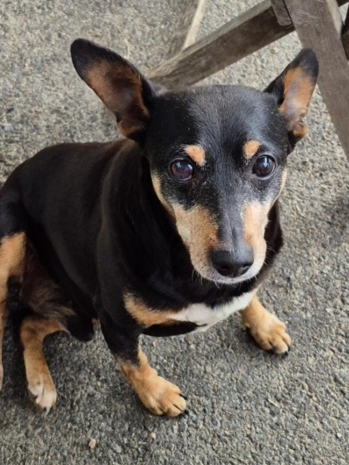 Elixir - Chien à adopter à Rennes (35) - Animaux.fr