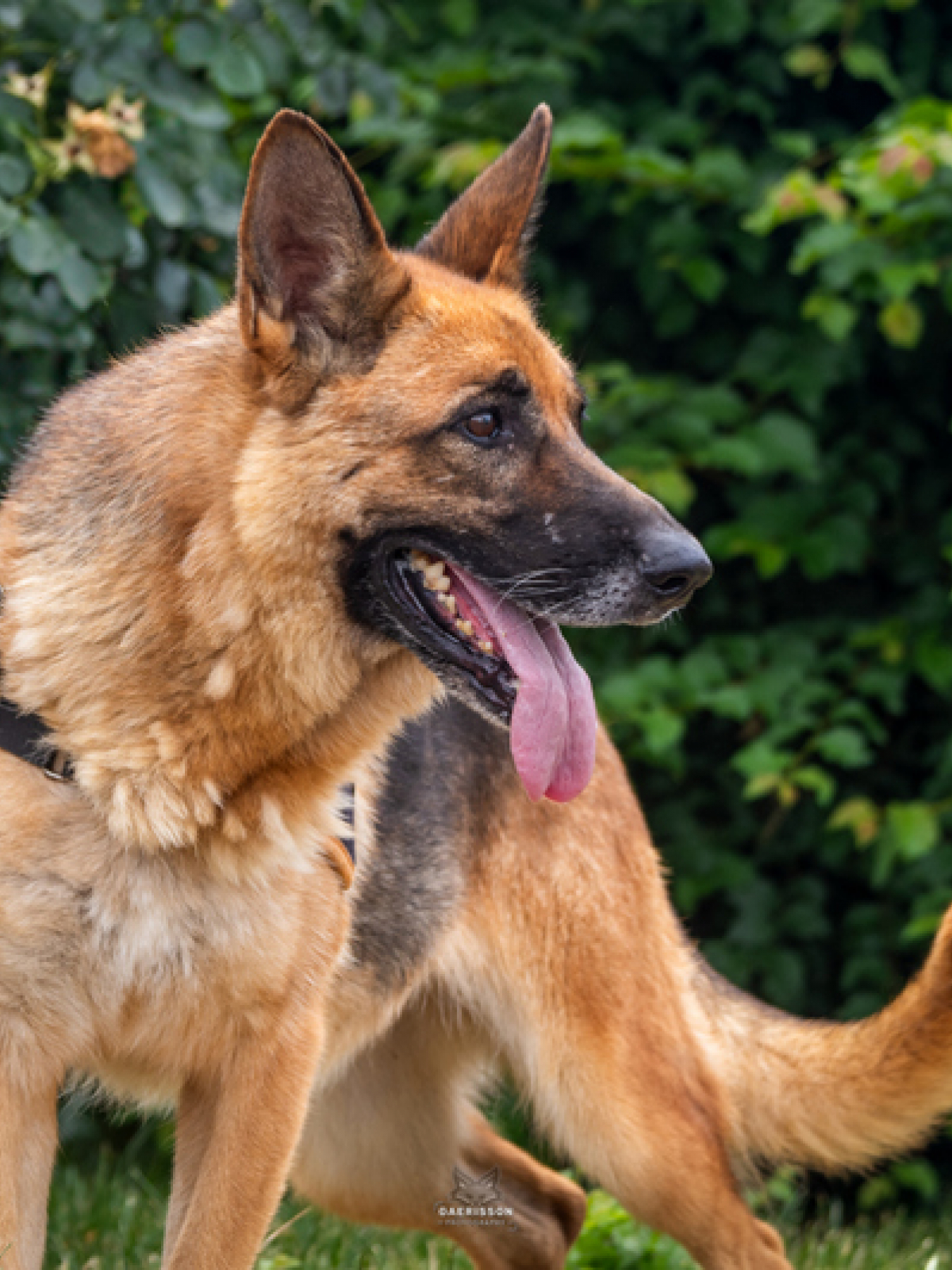 Illa - Berger Allemand à adopter à Morée (41) - Animaux.fr
