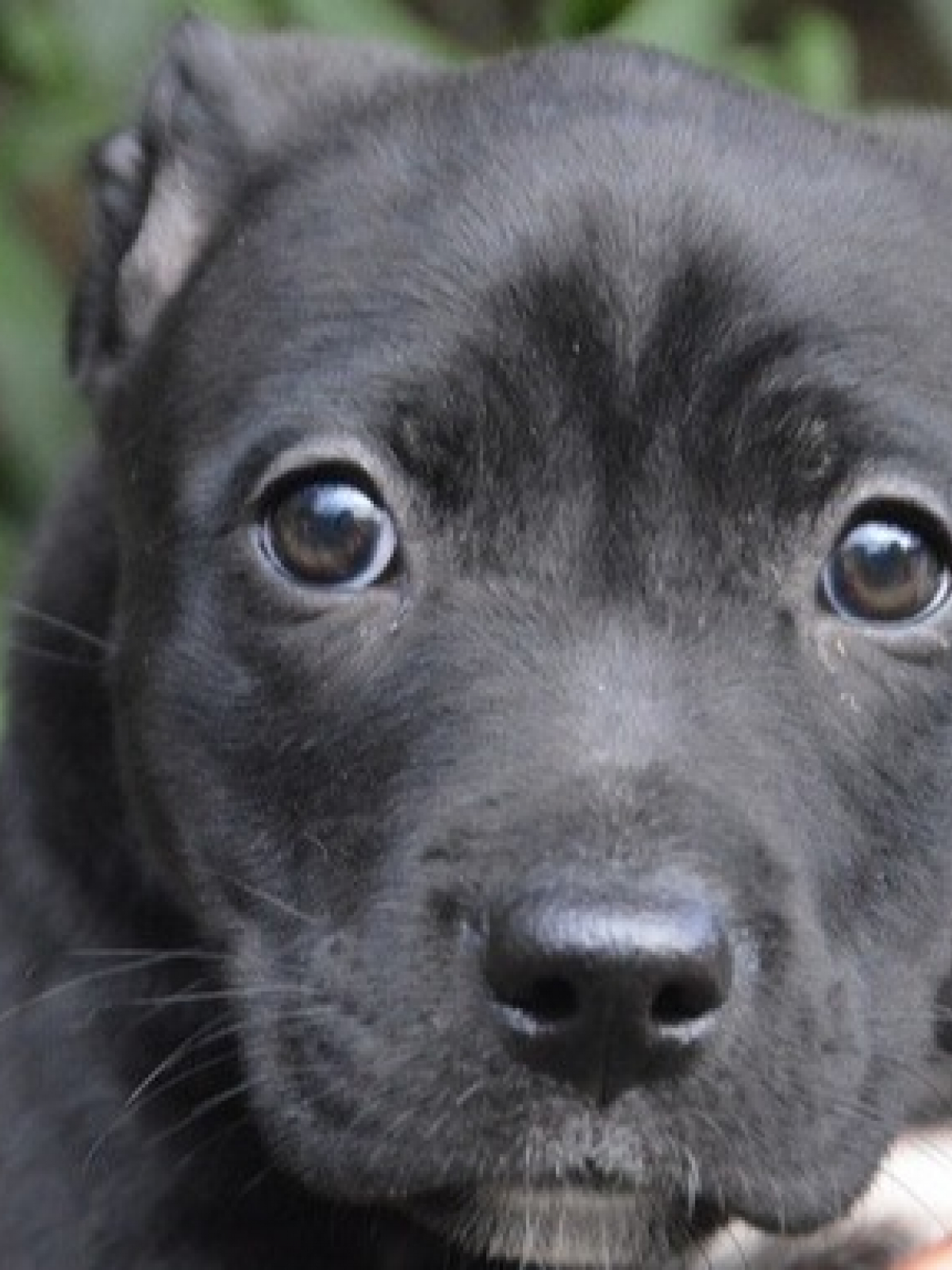 Lila - Bouledogue Américain à adopter à Chamarande (91) - Animaux.fr