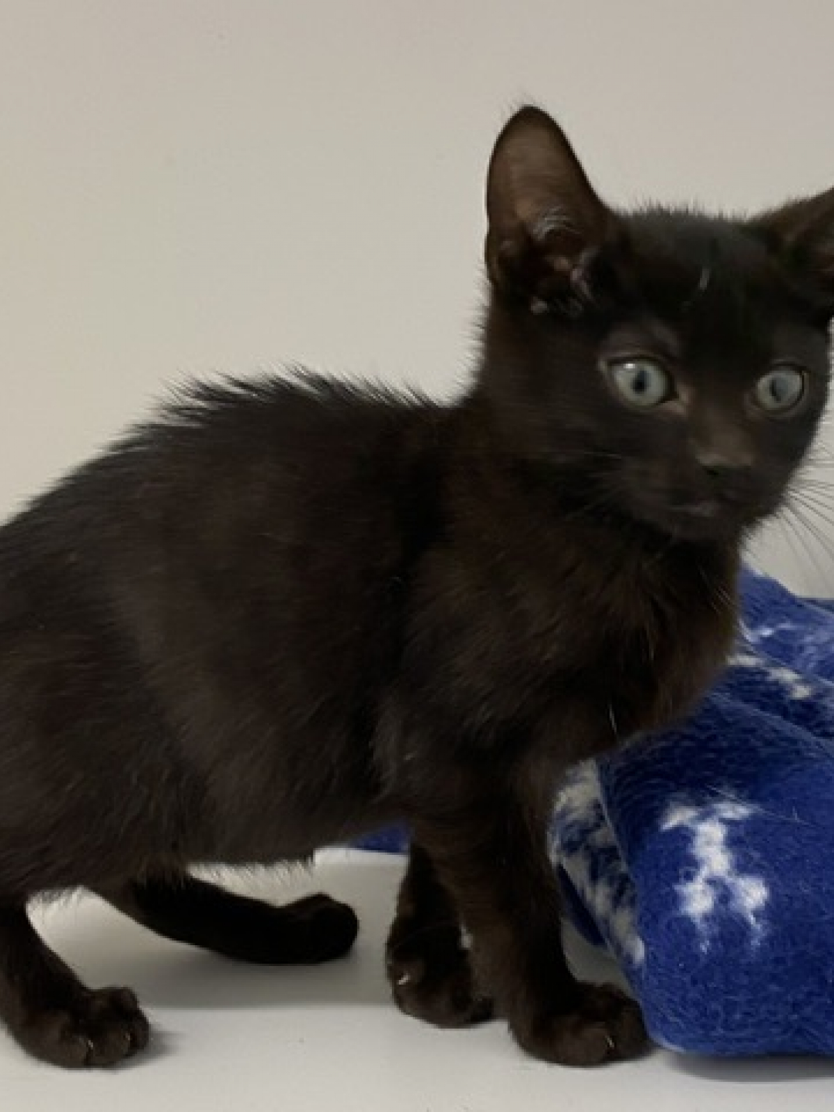 Shiro - Européen à adopter à Torreilles (66) - Animaux.fr