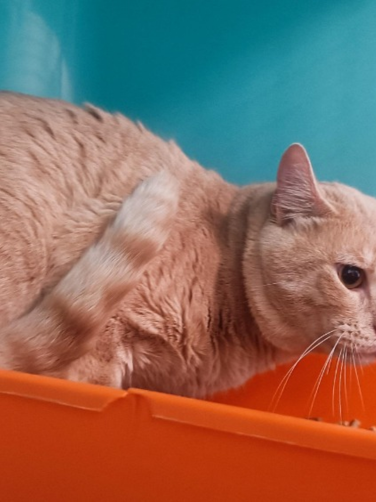 Simba - Européen à adopter à Perpignan (66) - Animaux.fr