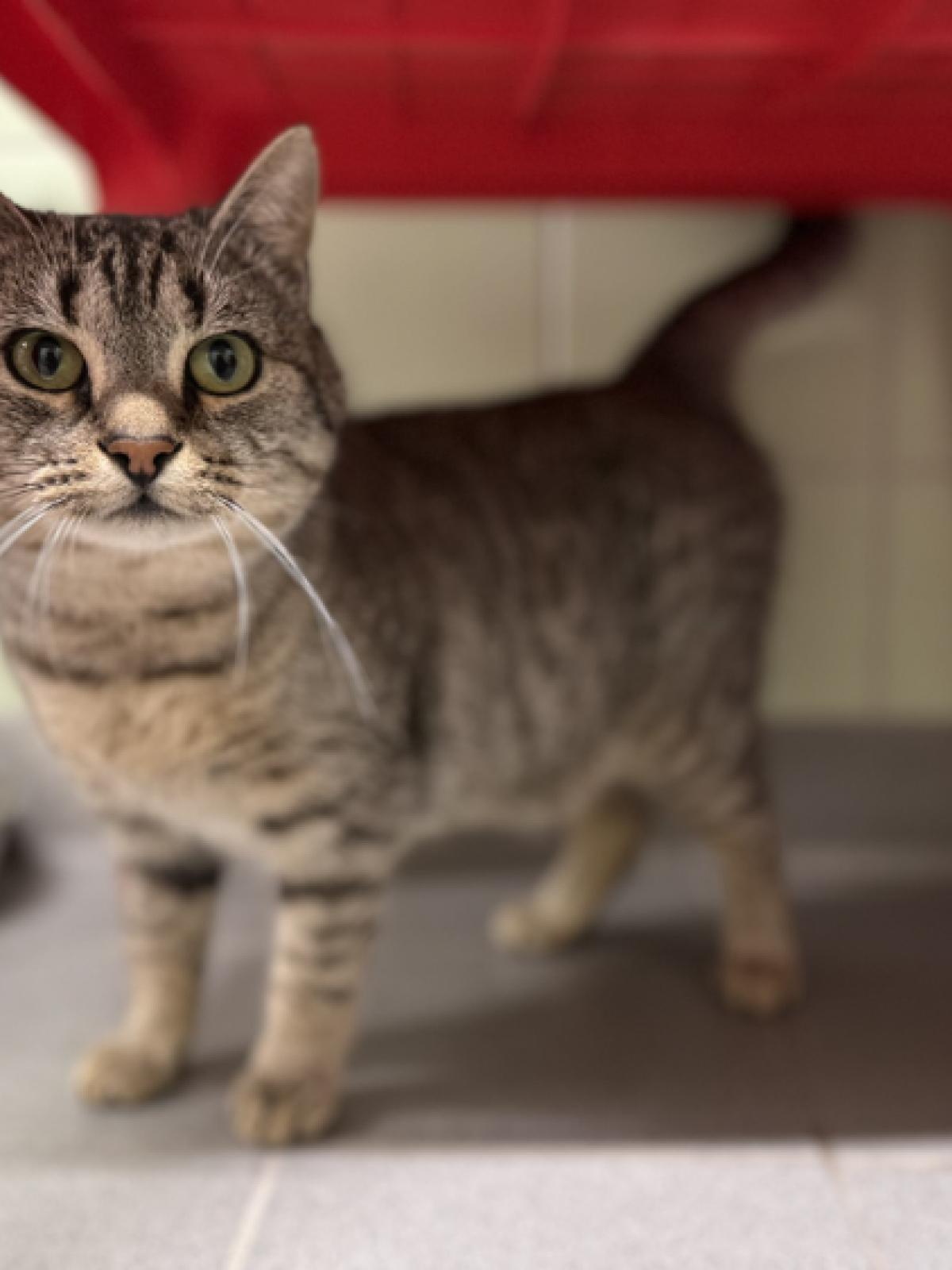 Goofy - Européen à adopter à Morée (41) - Animaux.fr