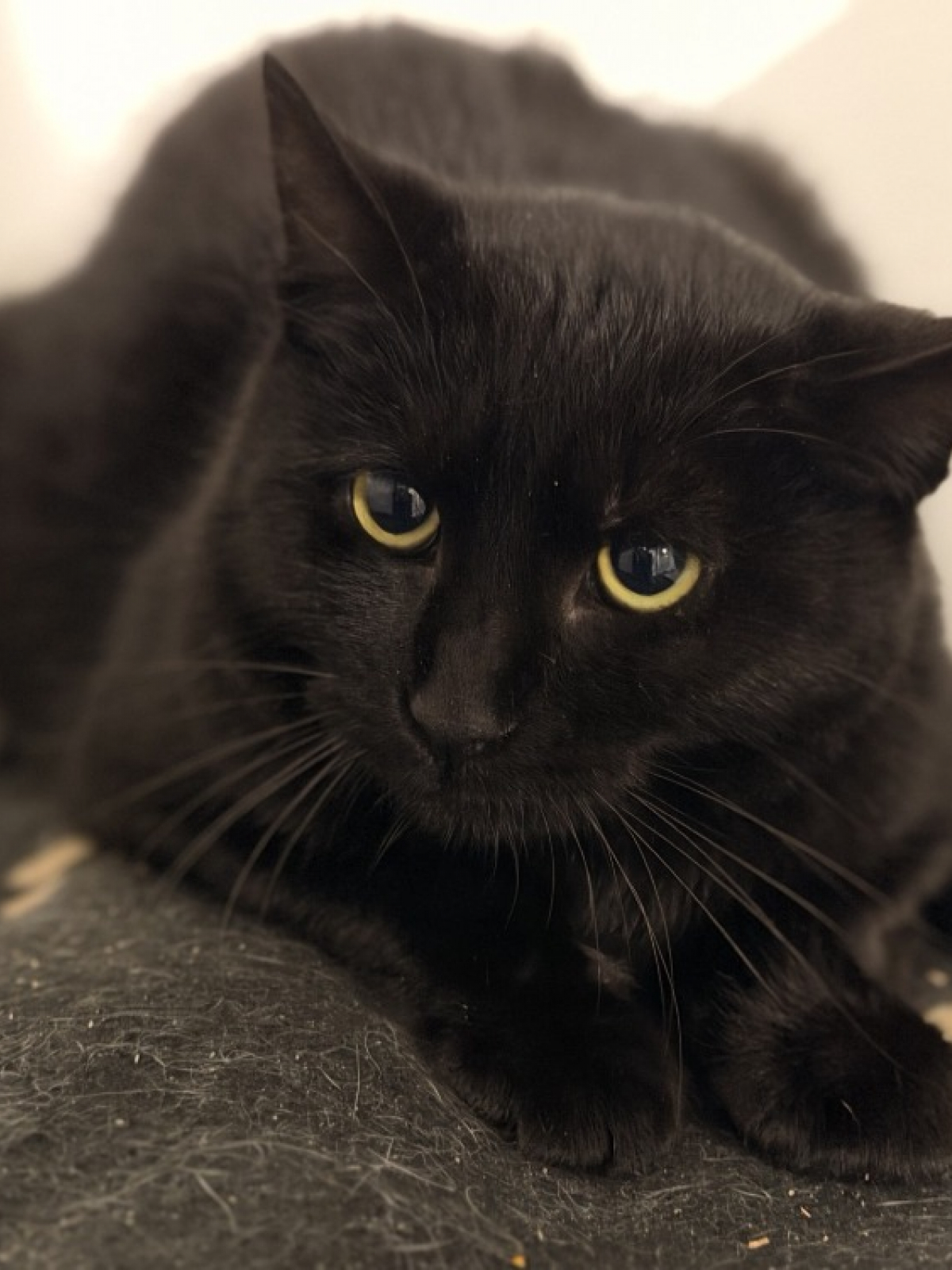 Capucine - Européen à adopter à Yvré-l'Évêque (72) - Animaux.fr