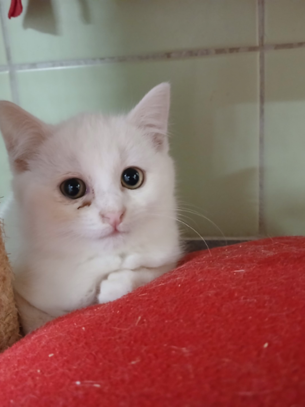 Tsuki - Européen à adopter à Morée (41) - Animaux.fr