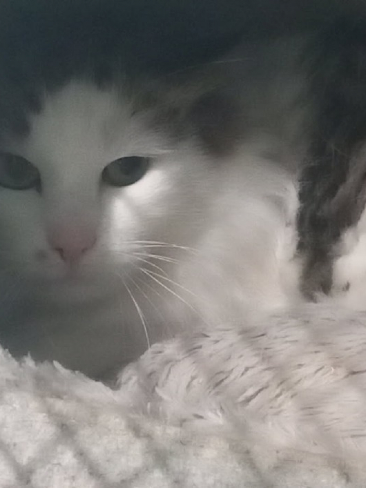 Mirage - Européen à adopter à Flayosc (83) - Animaux.fr