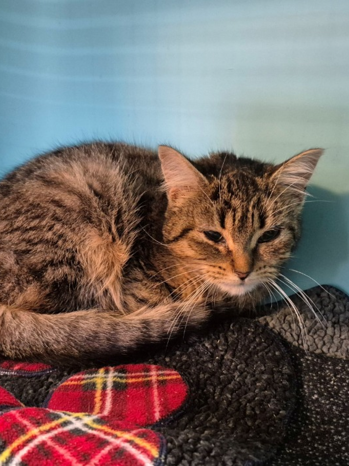 Hoa - Européen à adopter à Rennes (35) - Animaux.fr