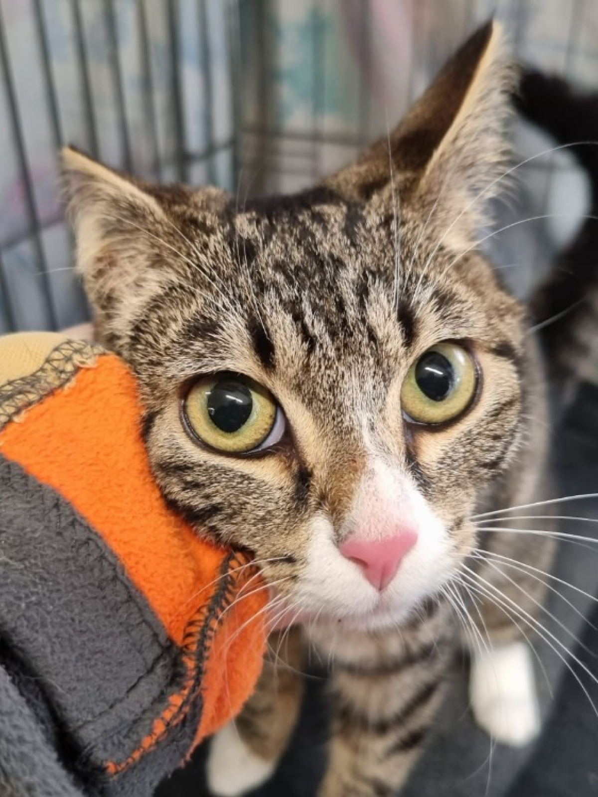Glinda - Européen à adopter à Vitré (35) - Animaux.fr