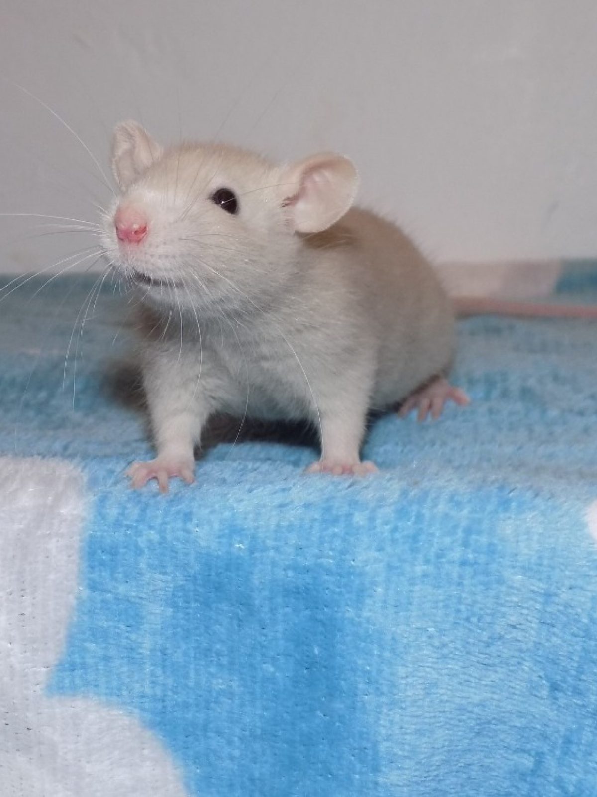 Litchi Rat à Adopter à Beaurepaire En Bresse 71 Animauxfr