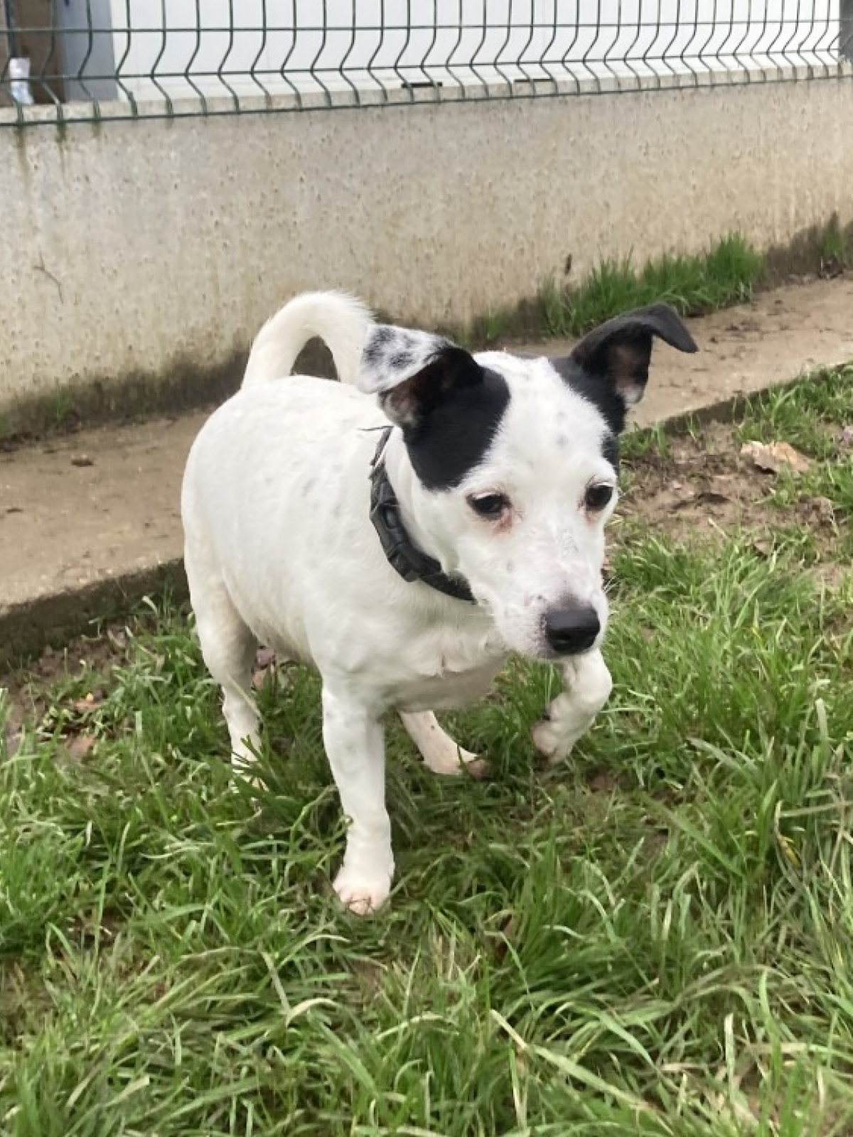 Orchid - Chien à adopter à La-roche-sur-yon (85) - Animaux.fr