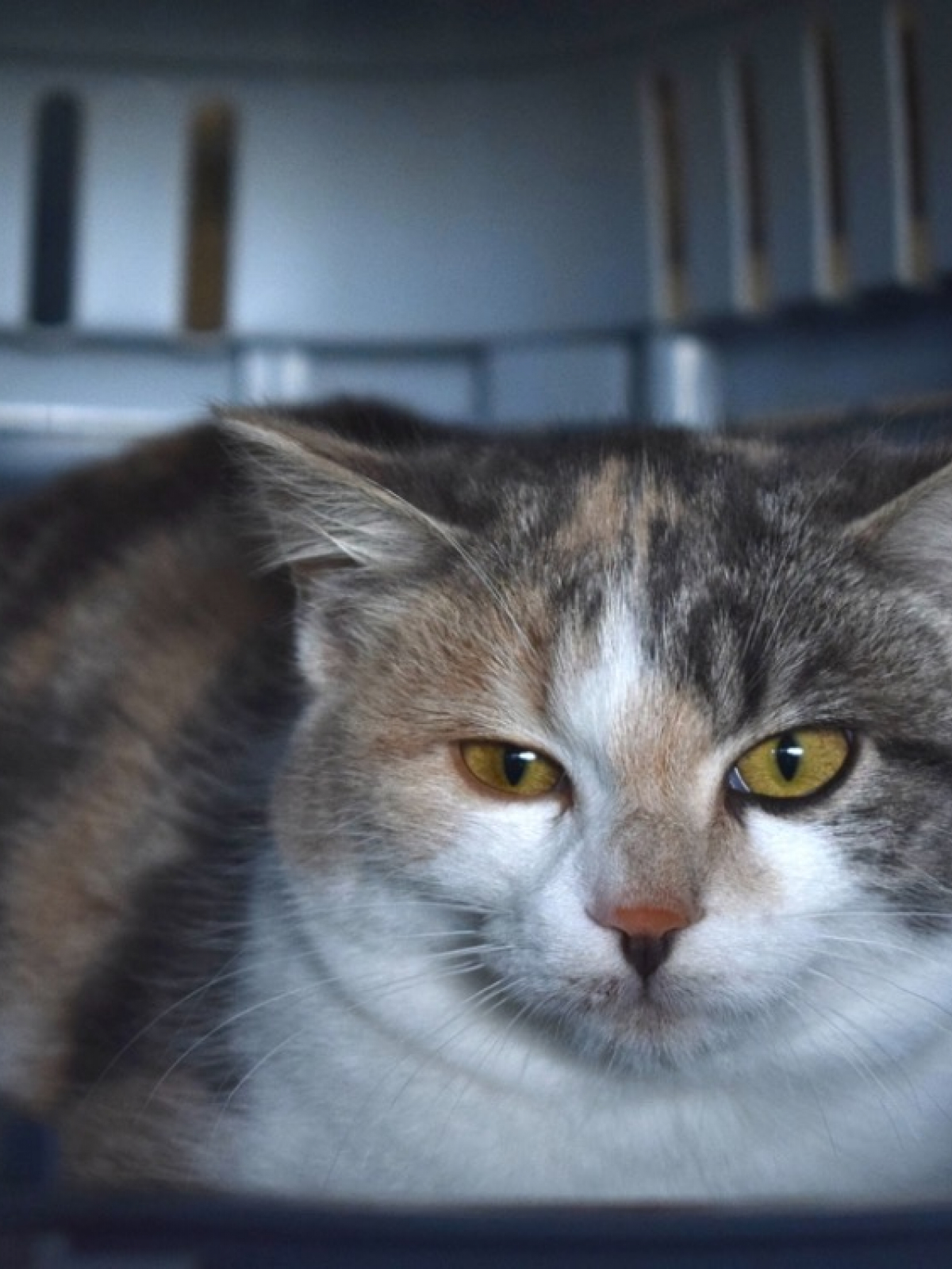 Poupette - Européen à adopter à Pornic (44) - Animaux.fr