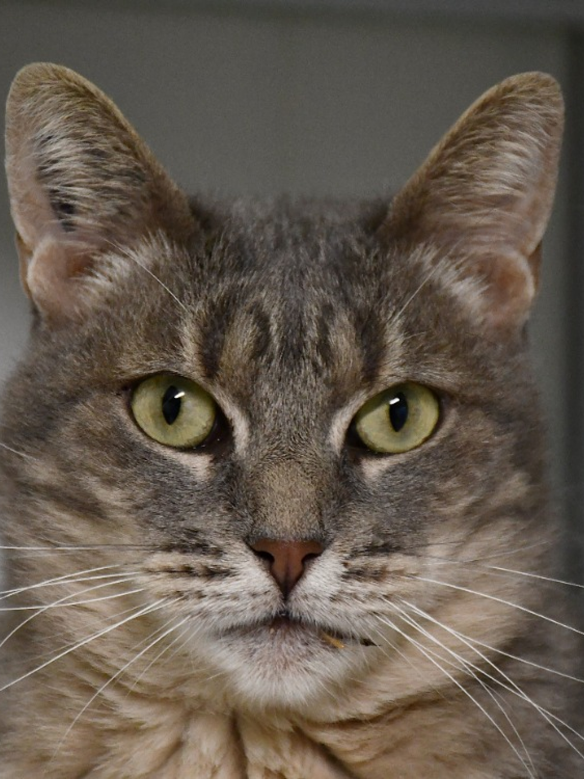 Souris - Européen à adopter à Perpignan (66) - Animaux.fr