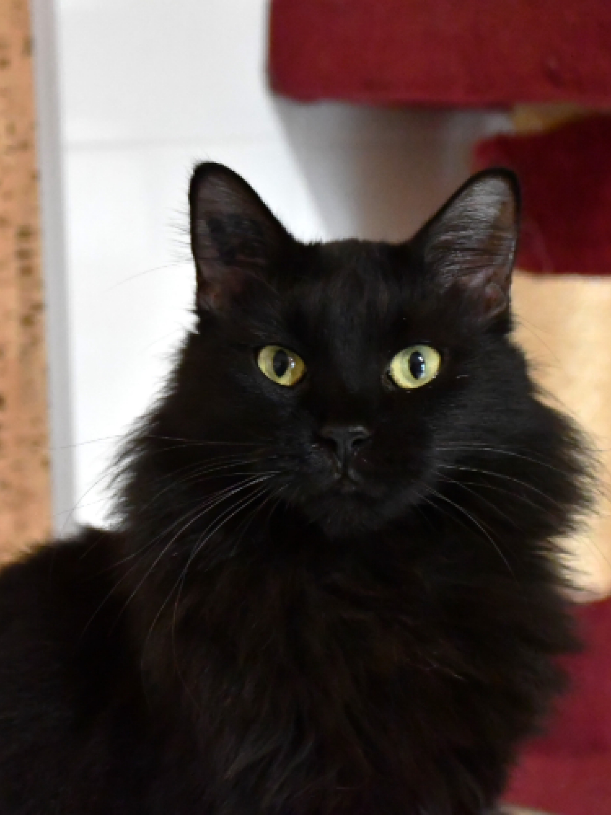 Capucine - Européen à adopter à Perpignan (66) - Animaux.fr