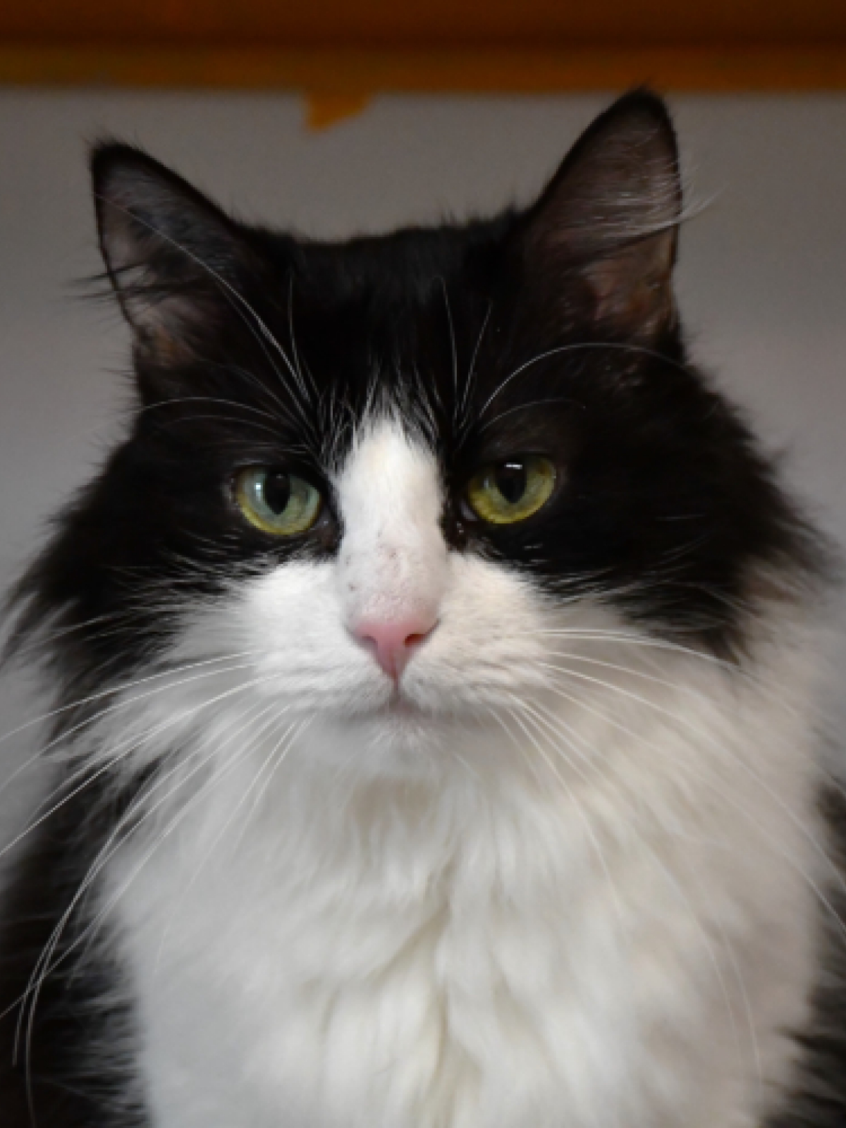 Felicia - Européen à adopter à Perpignan (66) - Animaux.fr