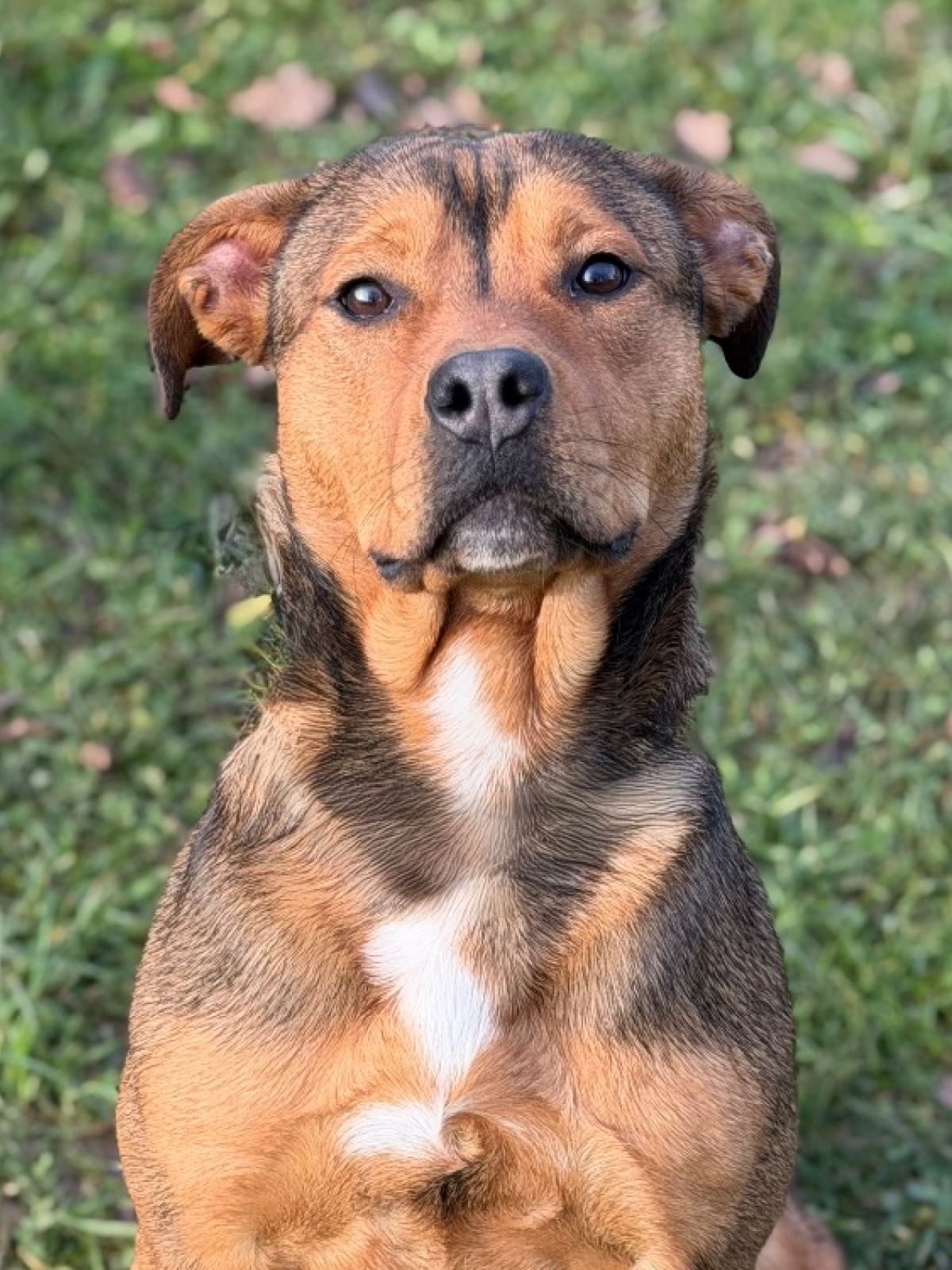 Sienna - Chien à adopter à Compiègne (60) - Animaux.fr