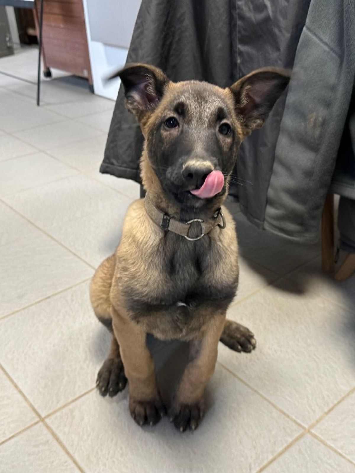 Milo - Berger Belge Malinois à adopter à Cluses (74) - Animaux.fr