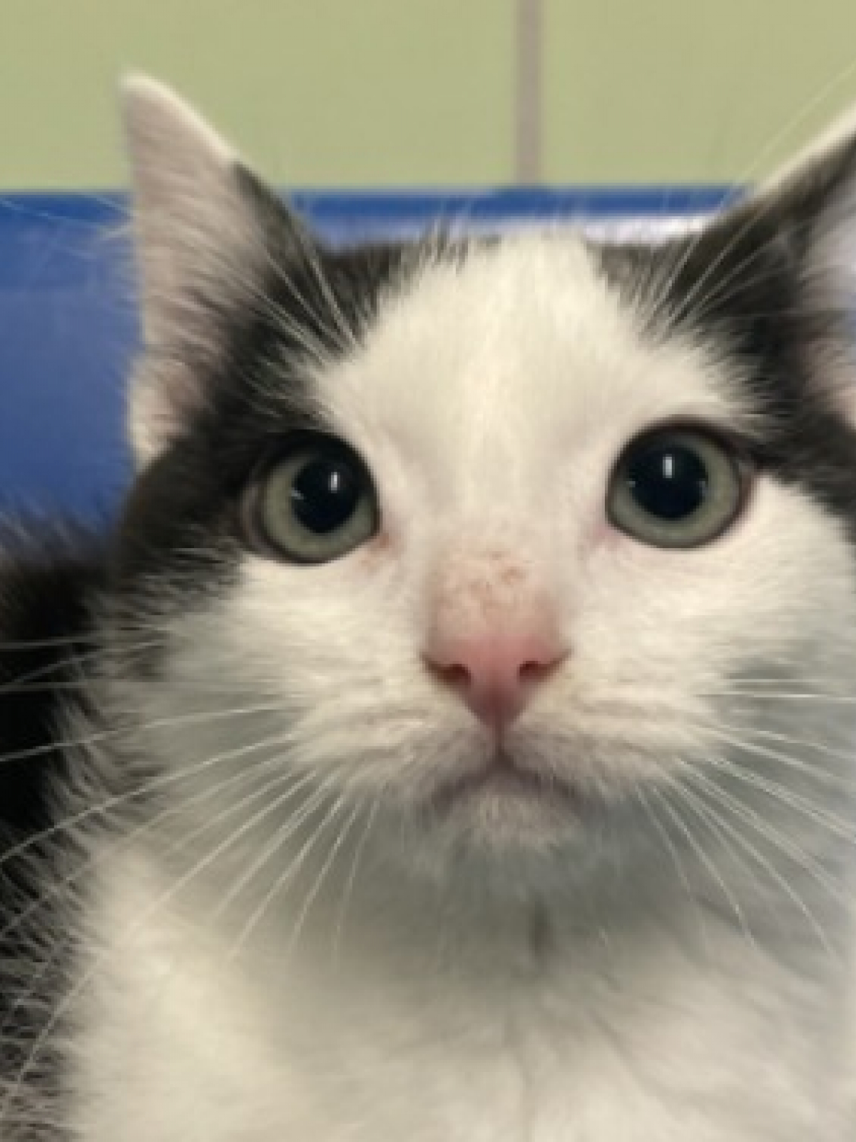 Suki - Européen à adopter à Morée (41) - Animaux.fr