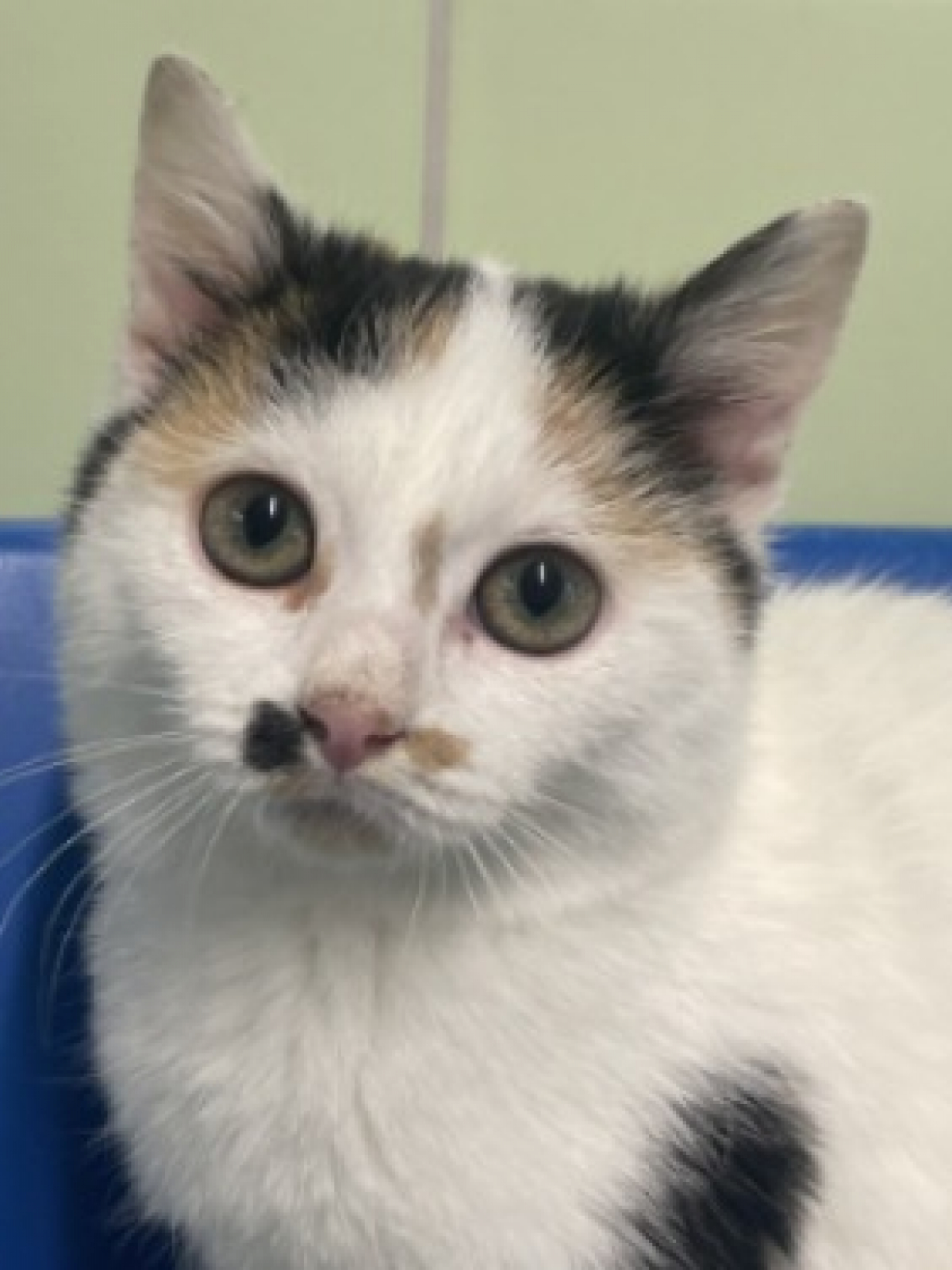 Tika - Européen à adopter à Morée (41) - Animaux.fr
