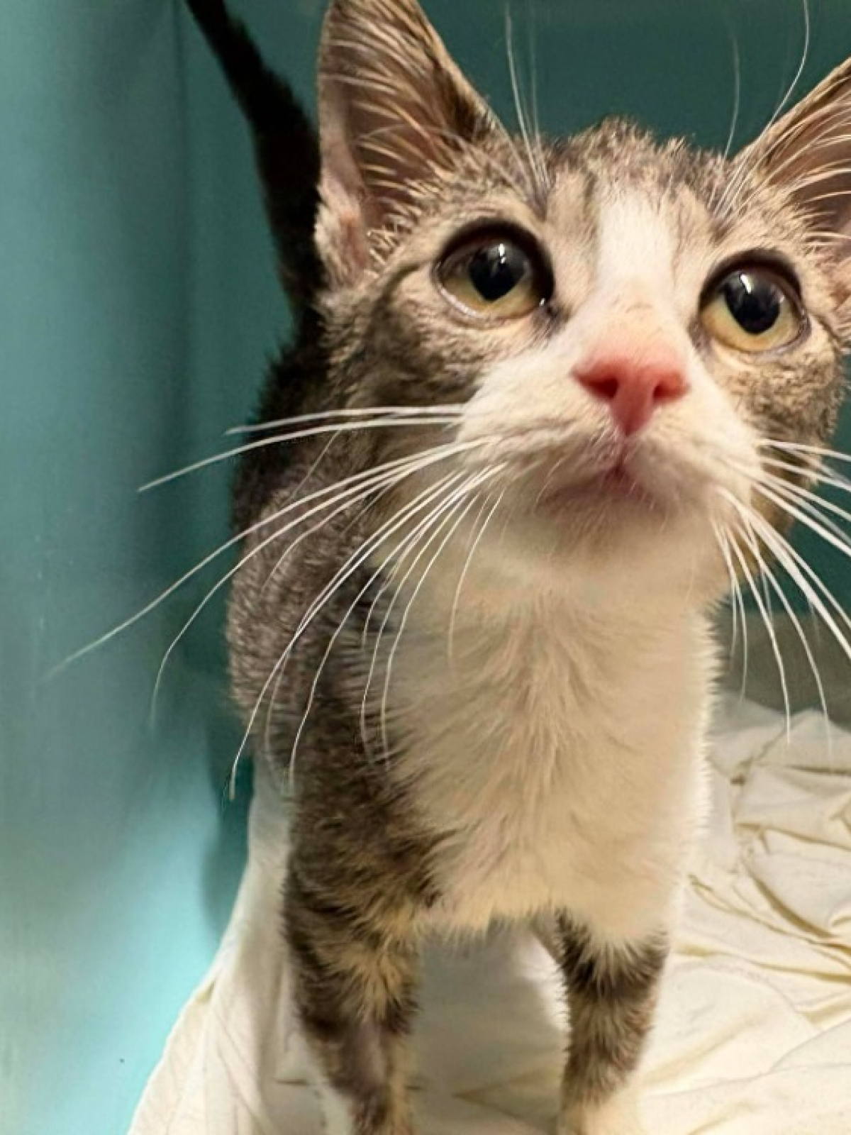 Patapon - Européen à adopter à Saint-omer (62) - Animaux.fr