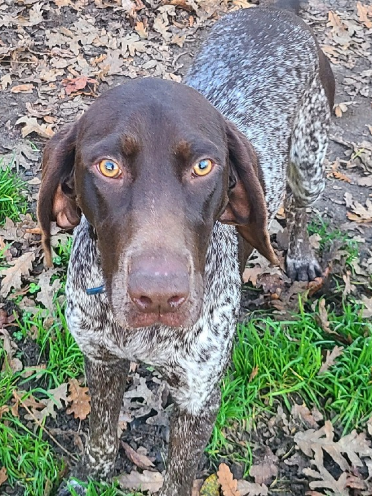 Magnum - Chien à adopter à Saint-Pierre-du-Mont (40) - Animaux.fr