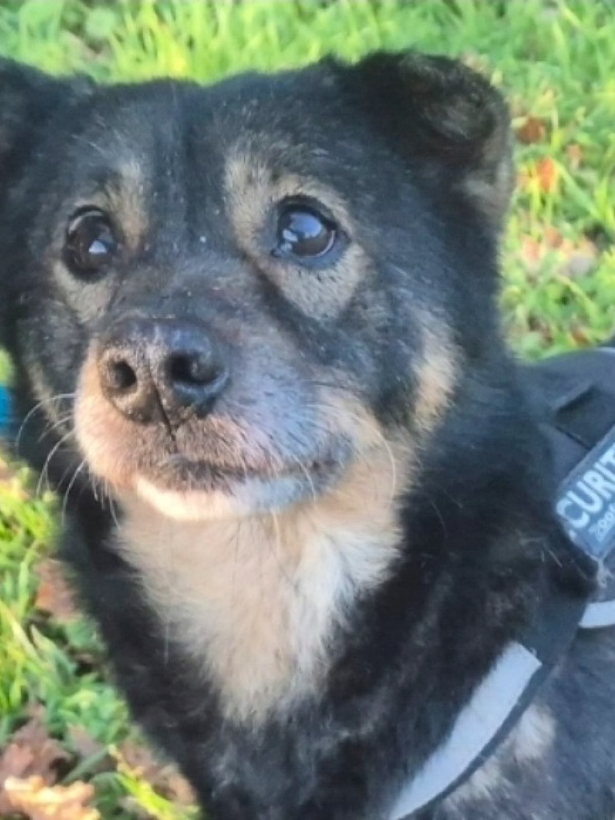 Niko - Chien à adopter à Saint-Pierre-du-Mont (40) - Animaux.fr