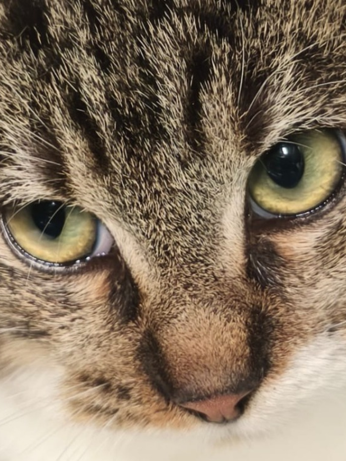 Amine - Européen à adopter à Rennes (35) - Animaux.fr