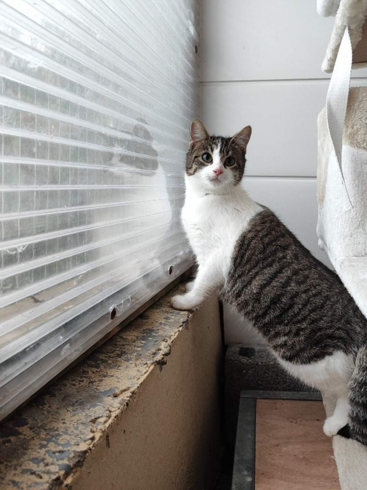 Comete - Européen à adopter à La Roche-sur-Yon (85) - Animaux.fr