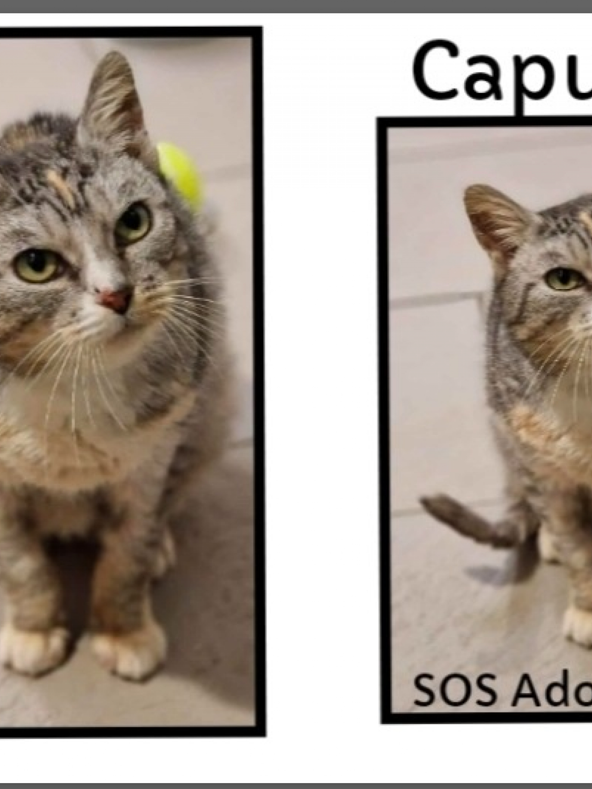 Capucine réservé - Européen à adopter à Tollevast (50) - Animaux.fr