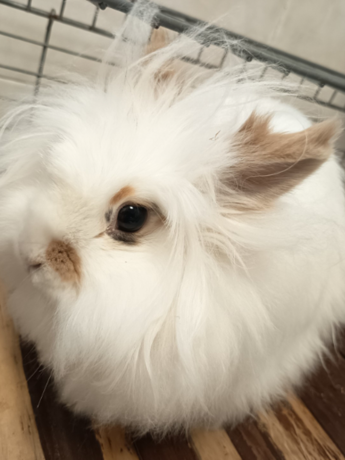 Fluffy - Lapin à adopter à Vaux-le-pénil (77) - Animaux.fr