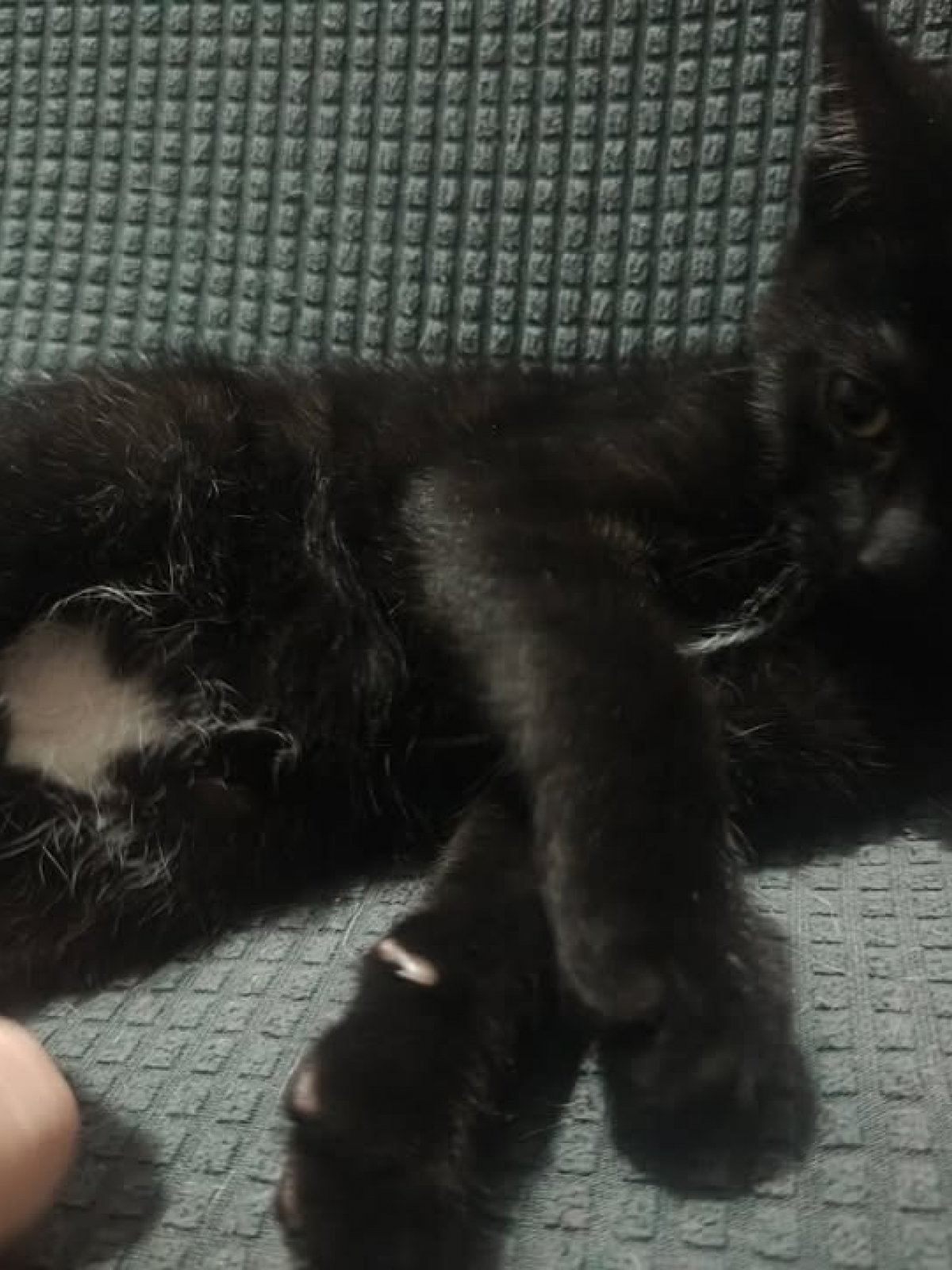 Ako - Européen à adopter à Niort (79) - Animaux.fr