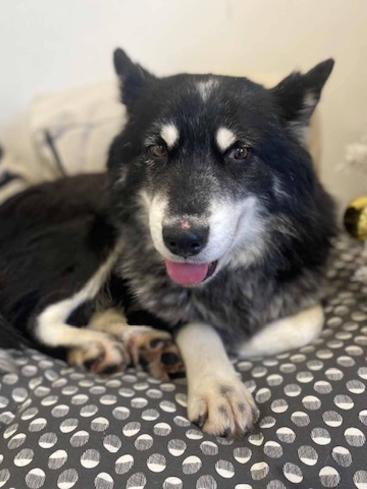 Ptit lou - Chien à adopter à Montluçon (03) - Animaux.fr