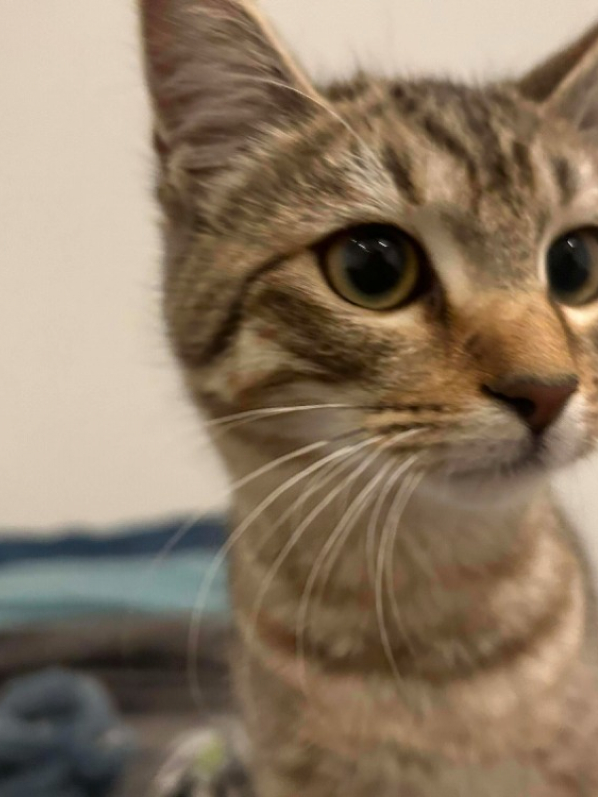 Chai - Européen à adopter à Aix-en-Provence (13) - Animaux.fr