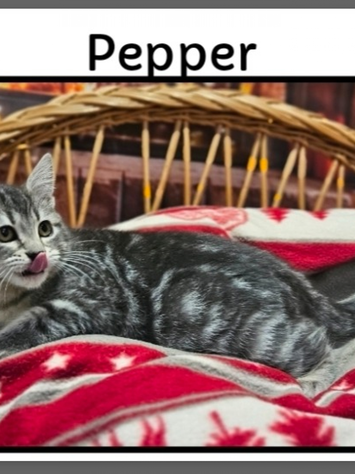 Pepper - Européen à adopter à Tollevast (50) - Animaux.fr