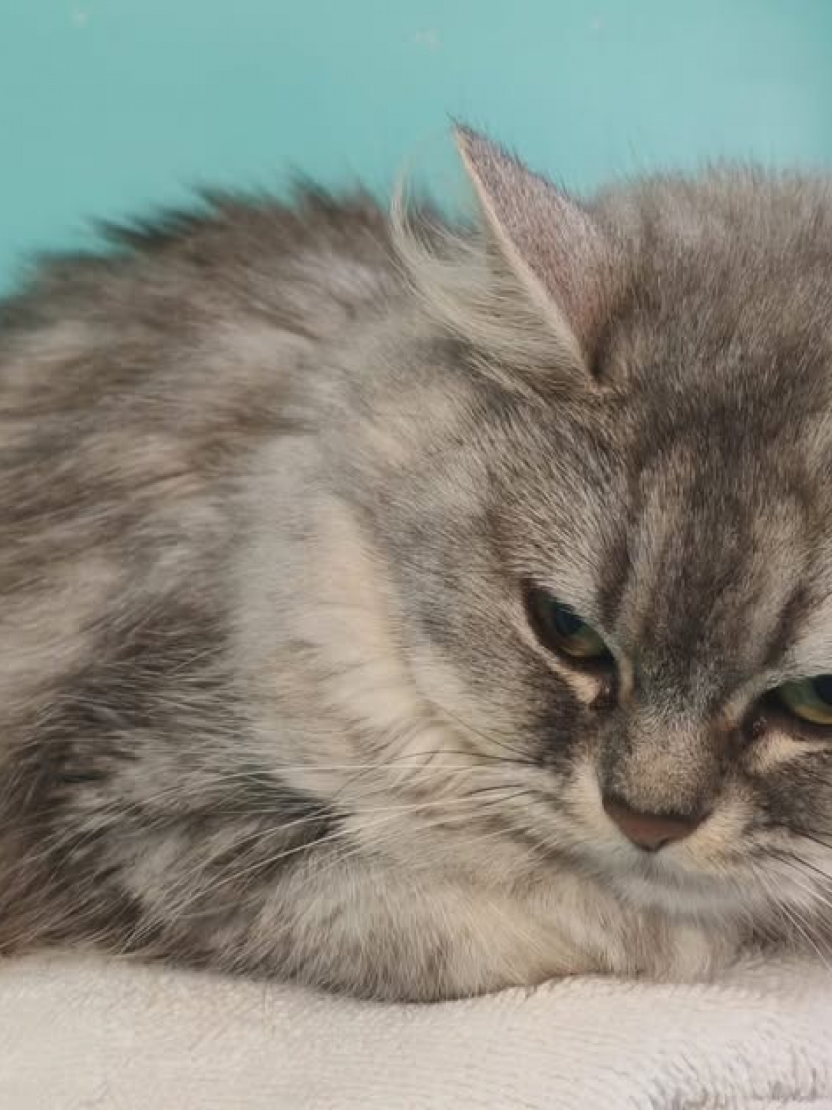Chanel - Européen à adopter à Gennevilliers (92) - Animaux.fr