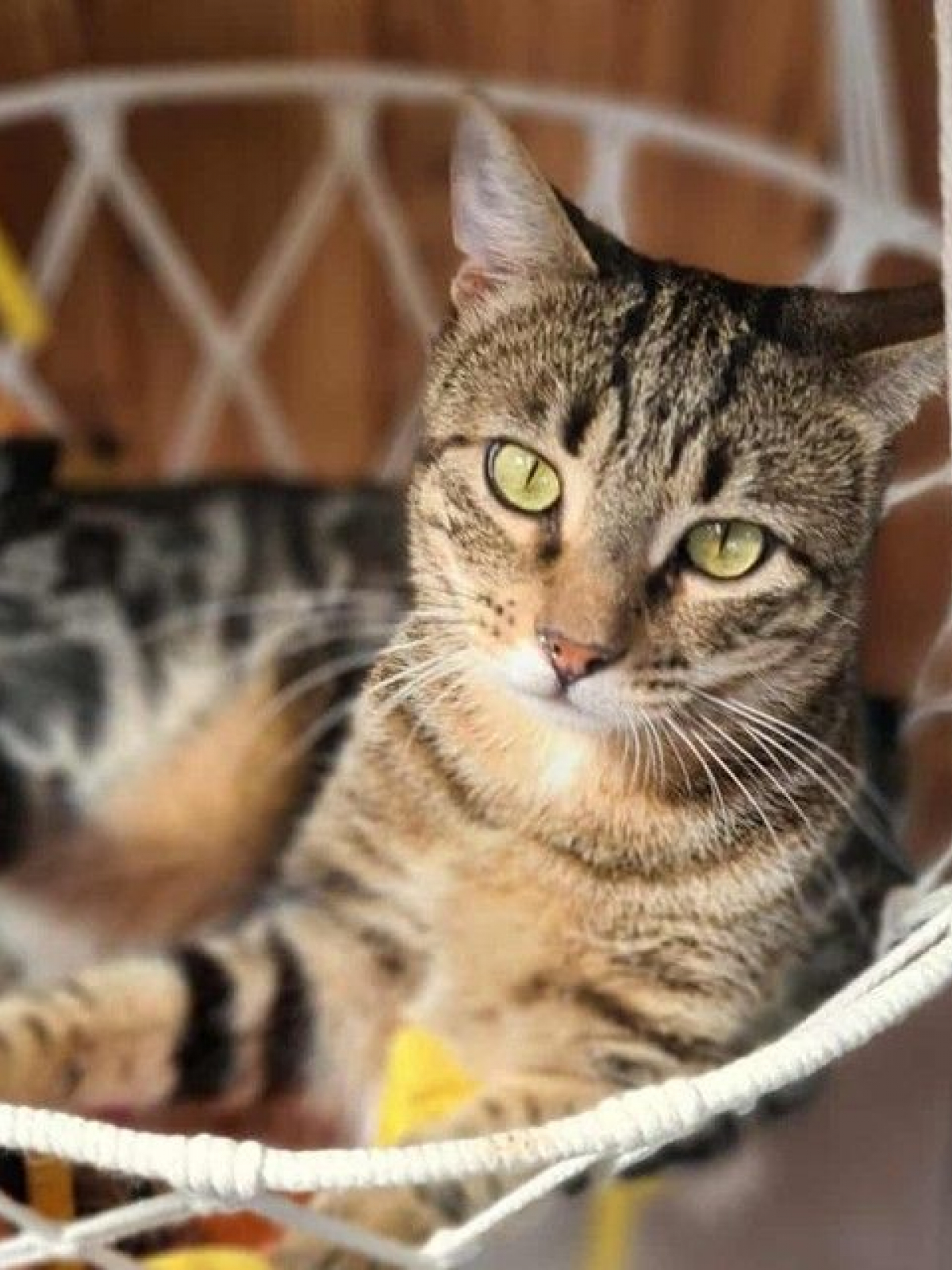 ZEUS - Européen à adopter à Bonny-sur-Loire (45) - Animaux.fr